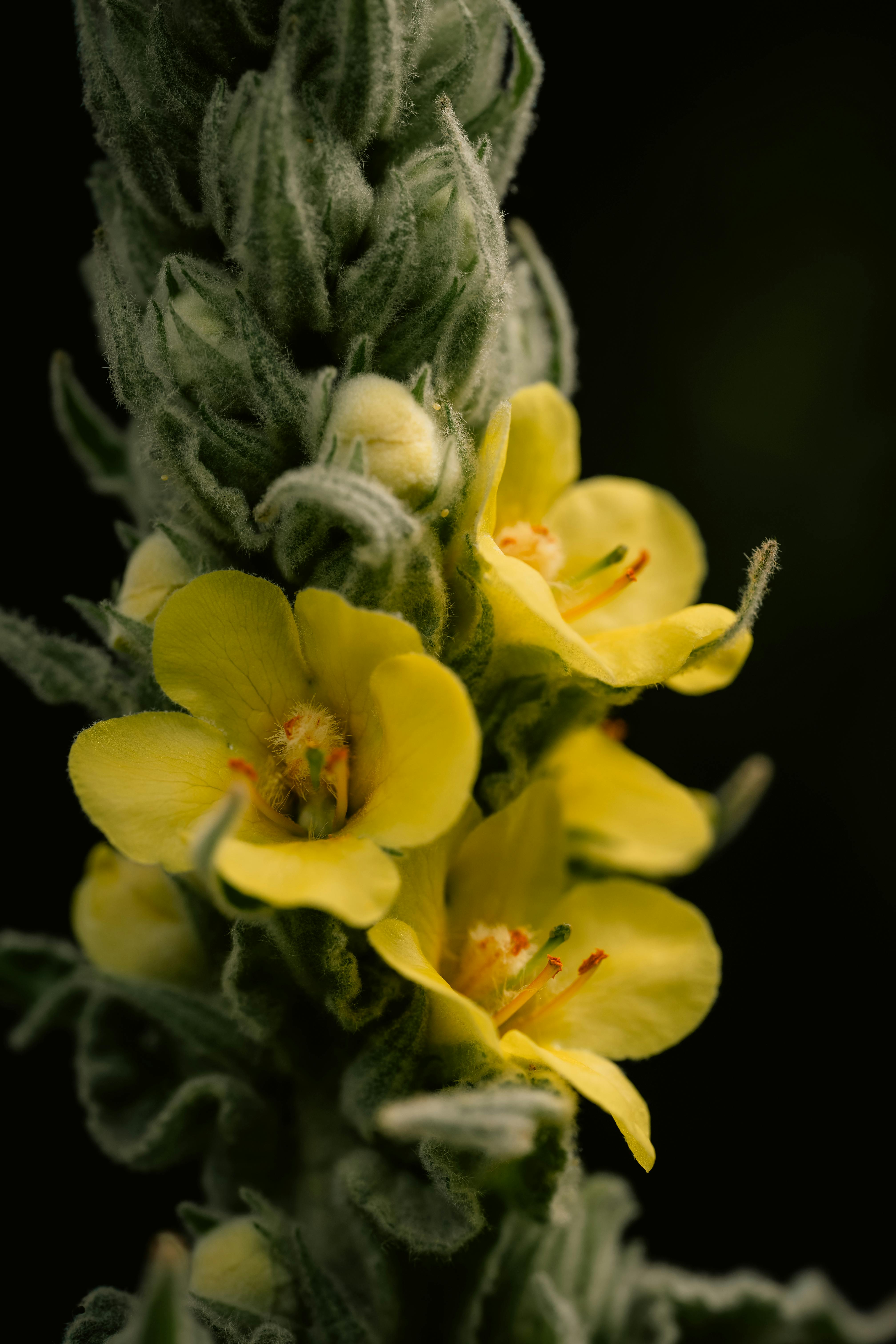 Close-up of Yellow Mullein Flower · Free Stock Photo