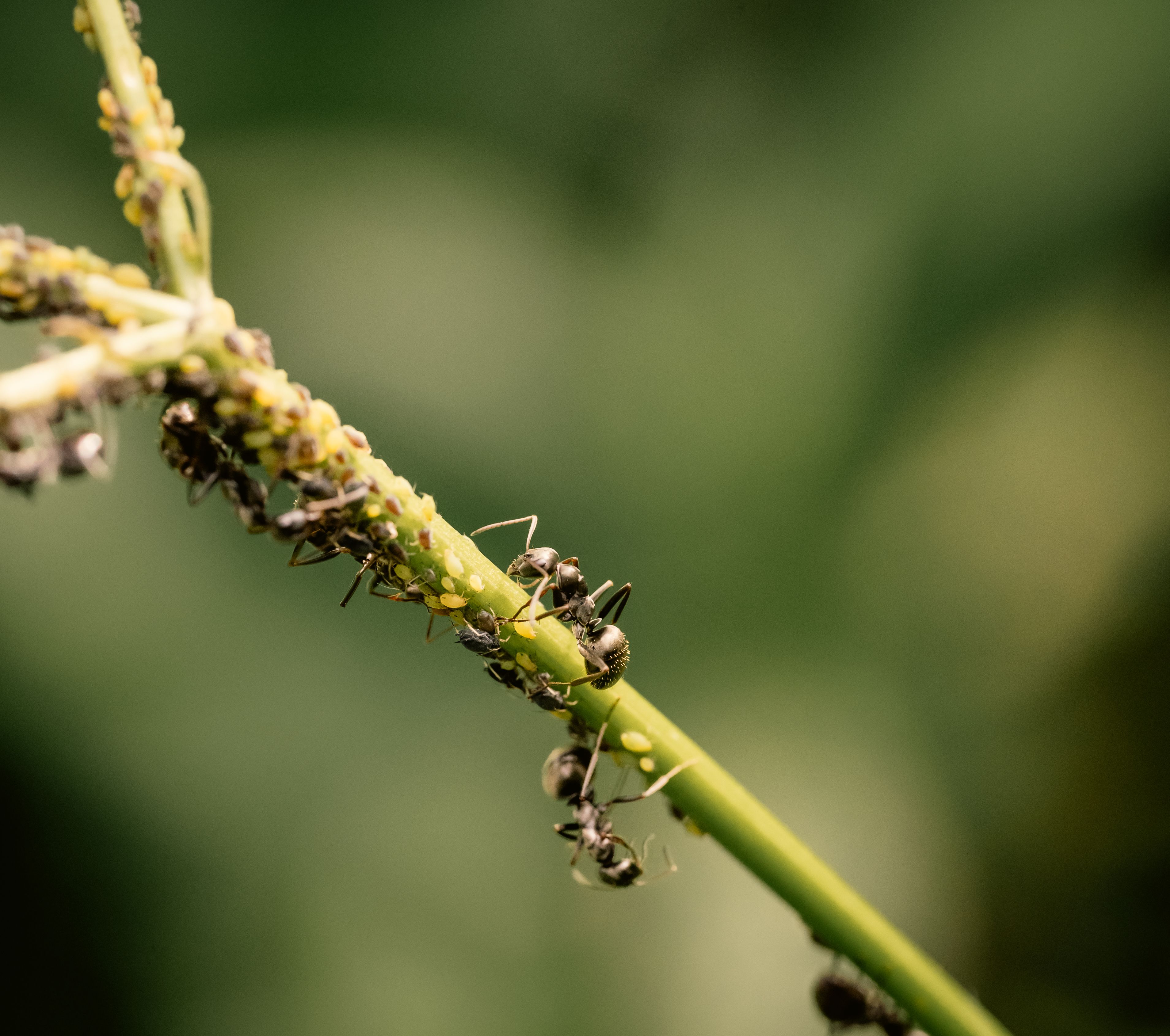 Close-up of Ants on a Plant Stem · Free Stock Photo
