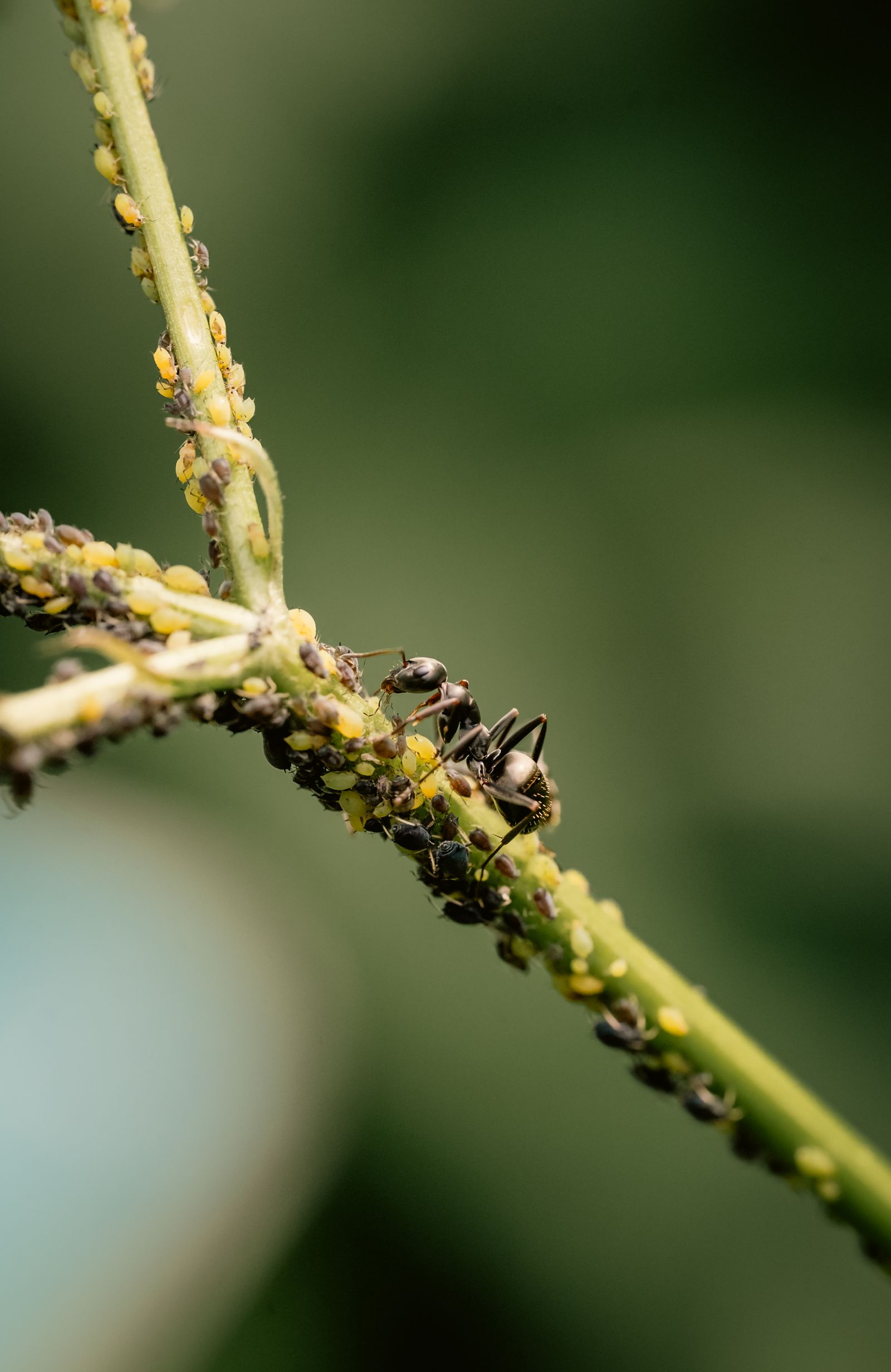 Ant Lion Photos, Download The BEST Free Ant Lion Stock Photos & HD Images