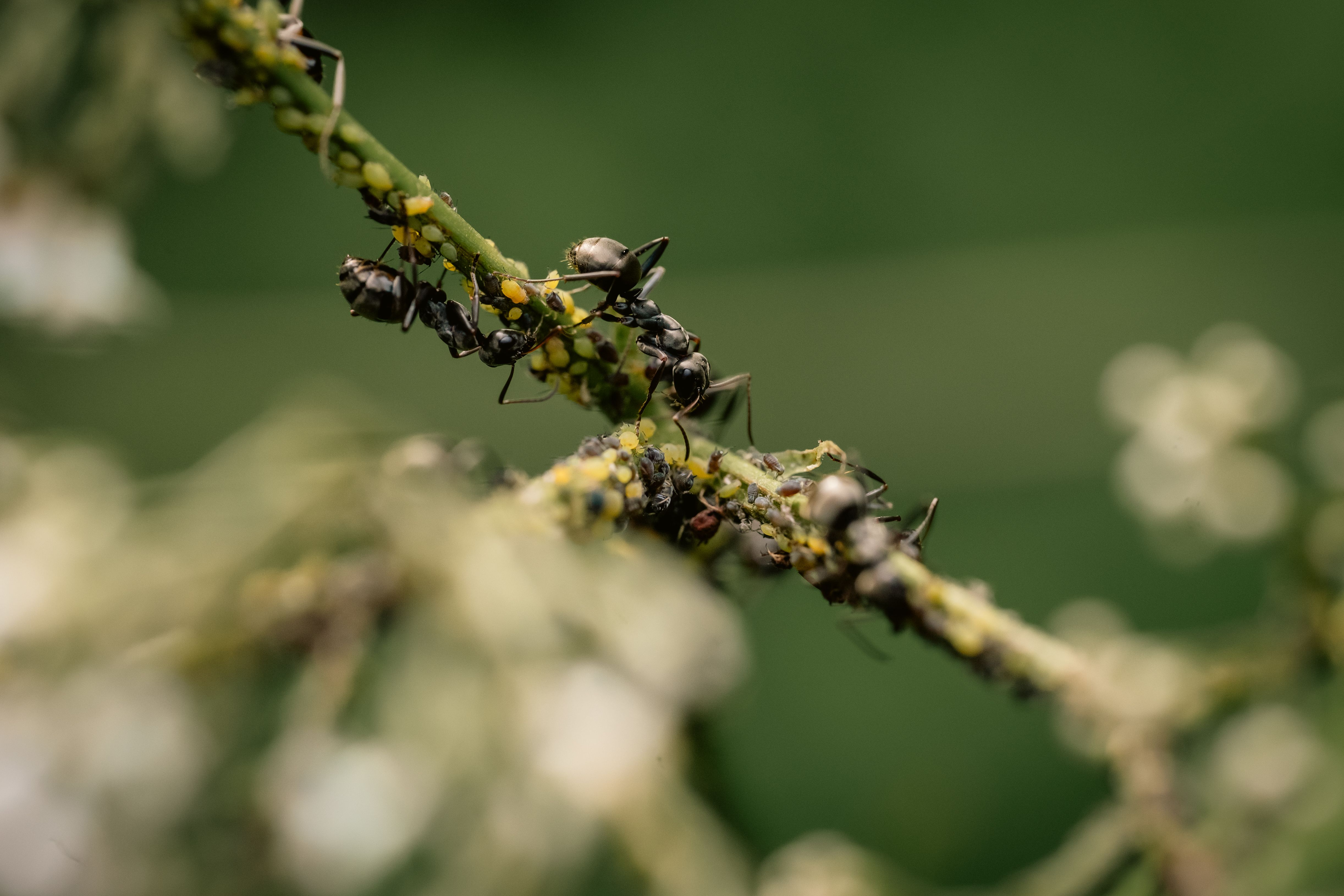 Close-Up of Ants on Plant Stem with Aphids · Free Stock Photo