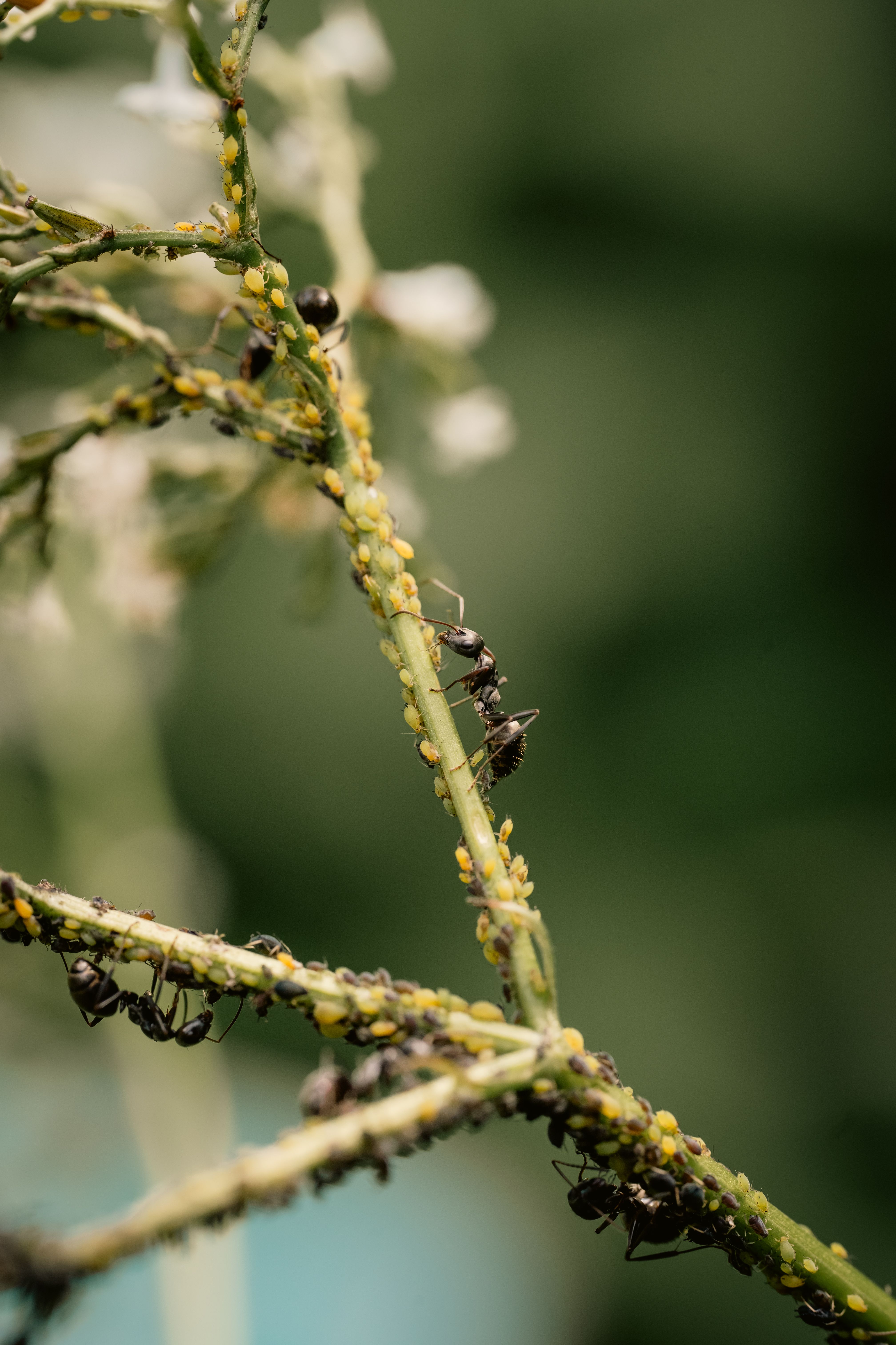 Close-up of Ants on Plant Stems in Nature · Free Stock Photo