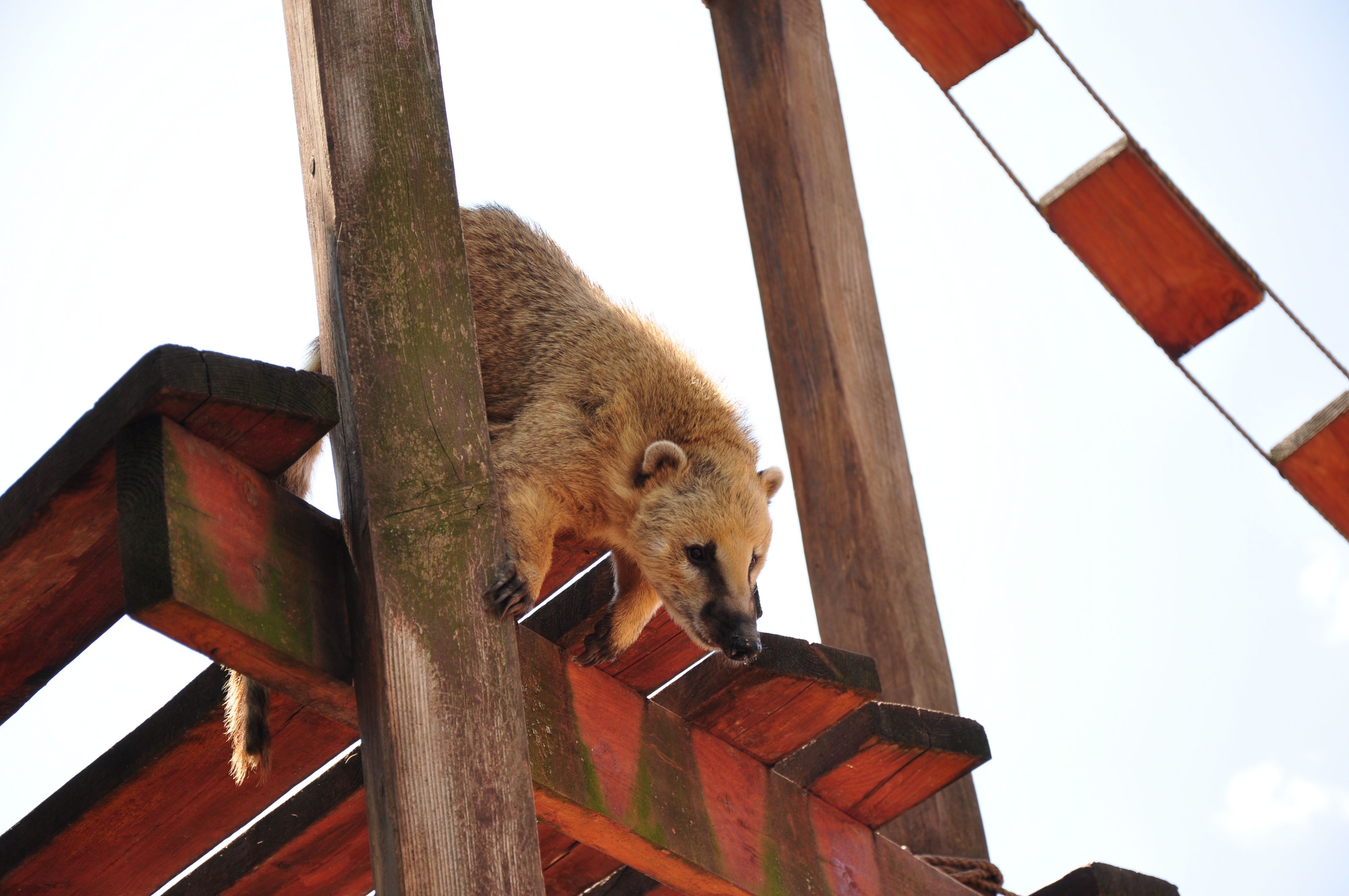 Coati Climbing on Wooden Structure in Daylight · Free Stock Photo