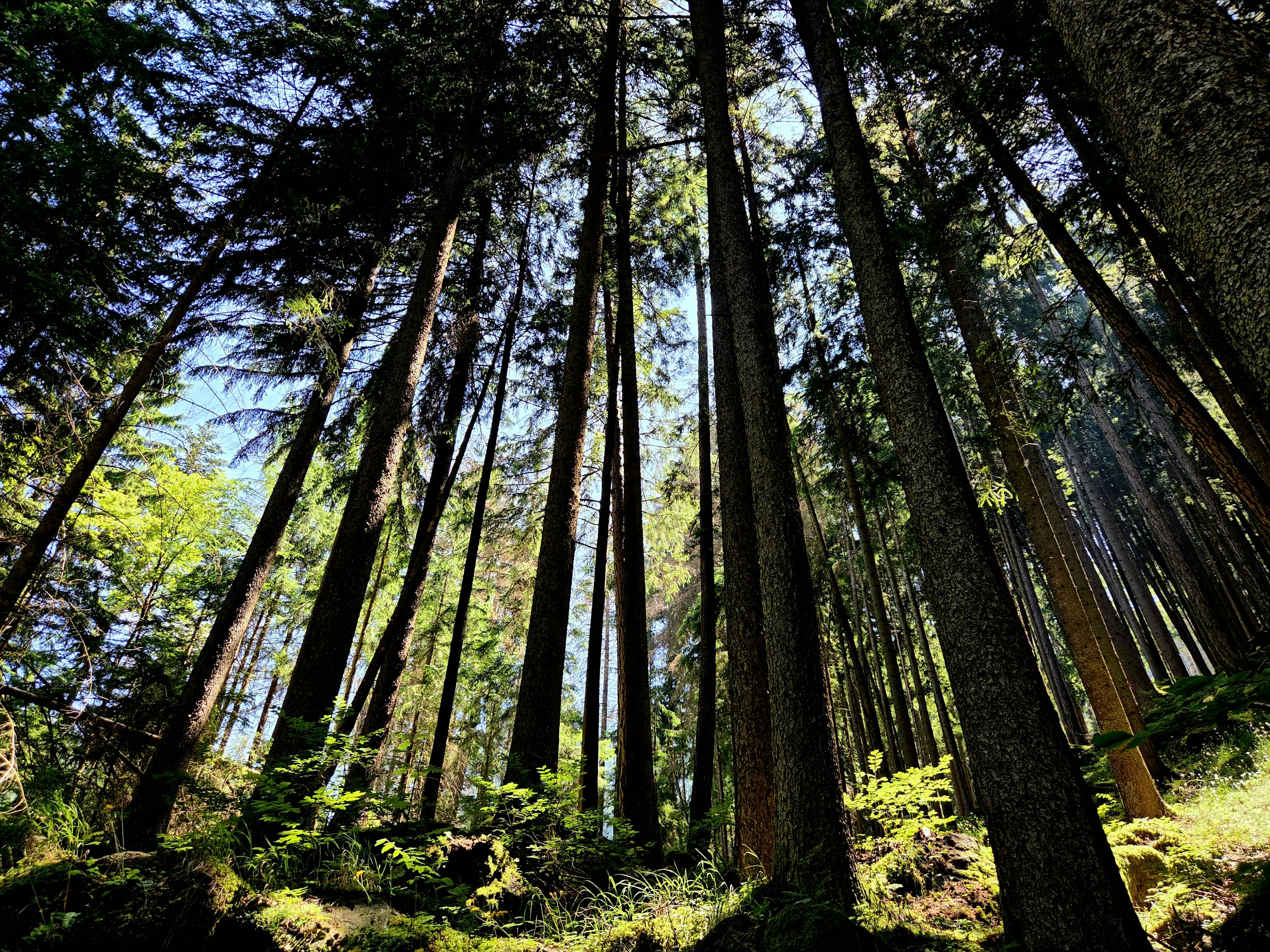 Majestic Forest Trees Reaching Skyward · Free Stock Photo