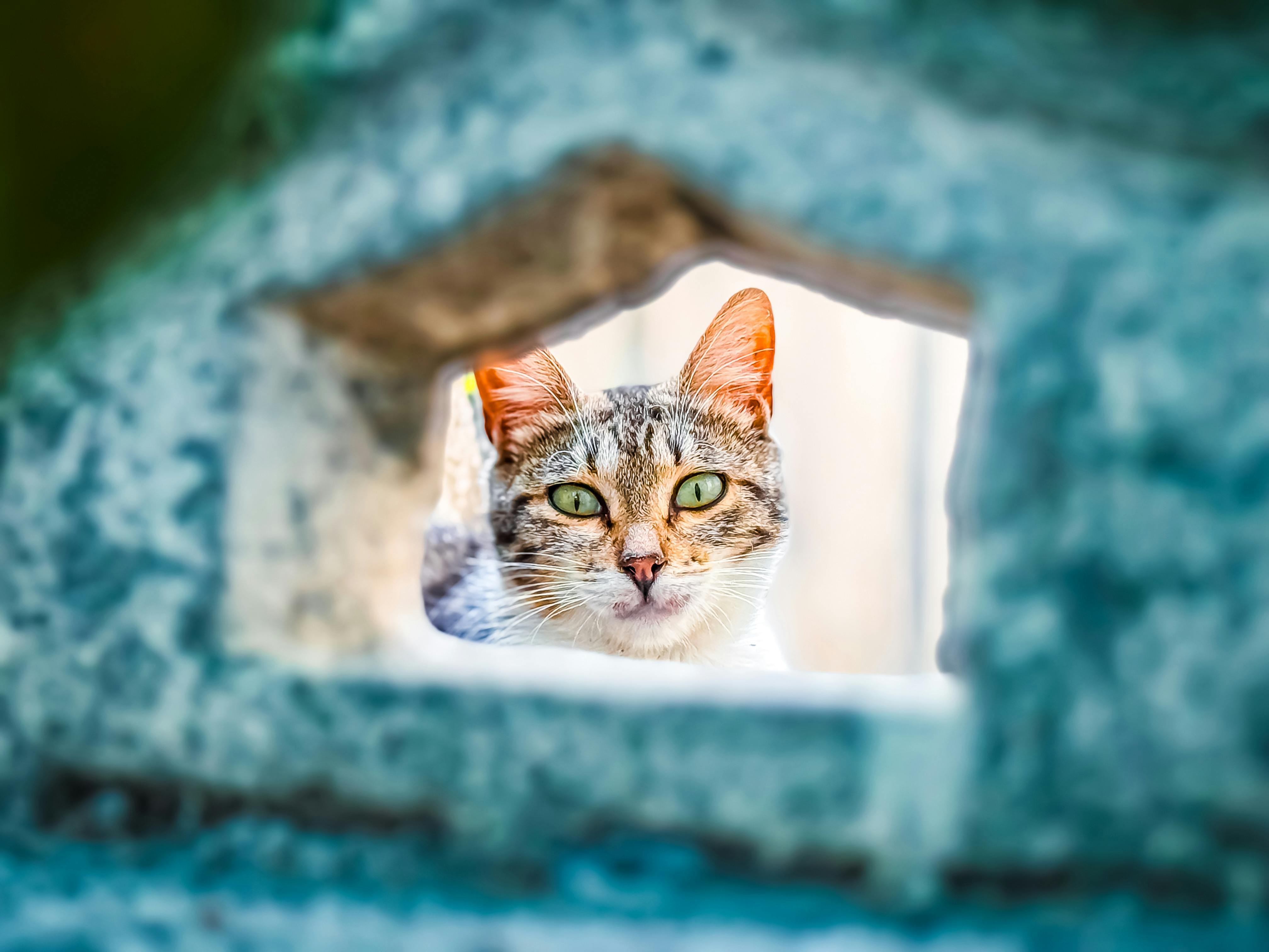 Close-up of cat peering through concrete wall · Free Stock Photo