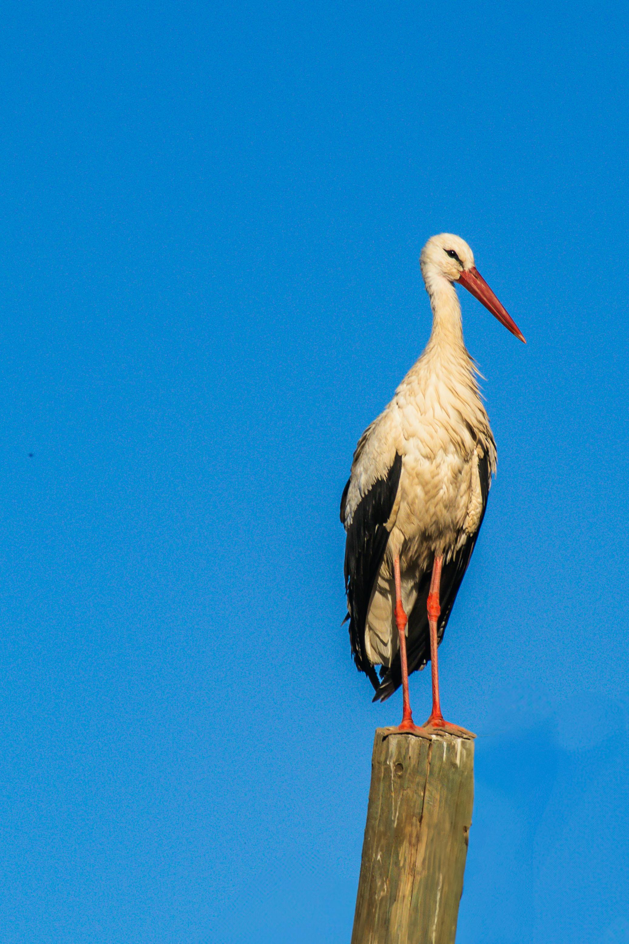 Stork Photos, Download The BEST Free Stork Stock Photos & HD Images