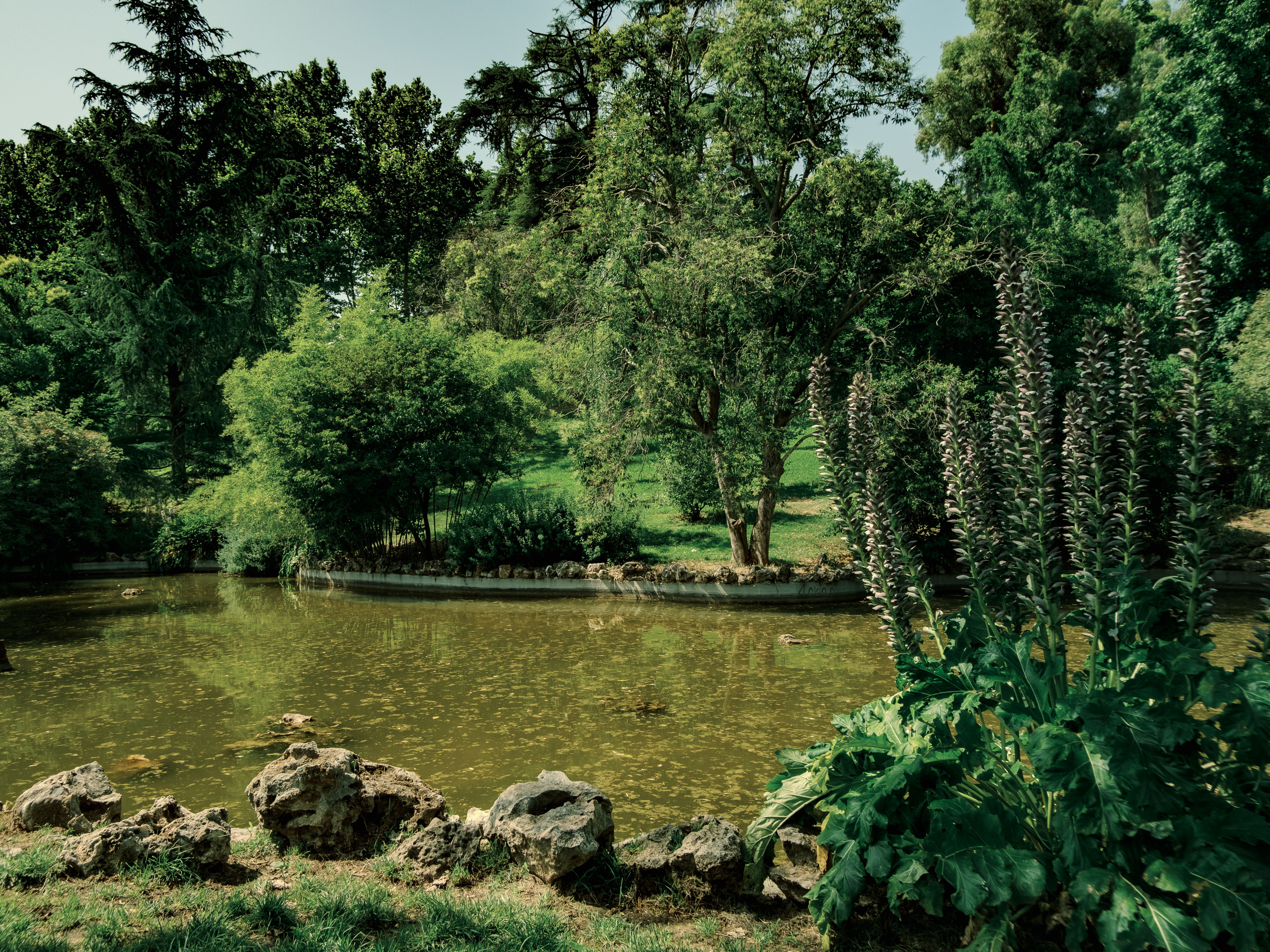 Lagoa Tranquila No Parque De Madrid Em Um Dia Ensolarado · Foto ...