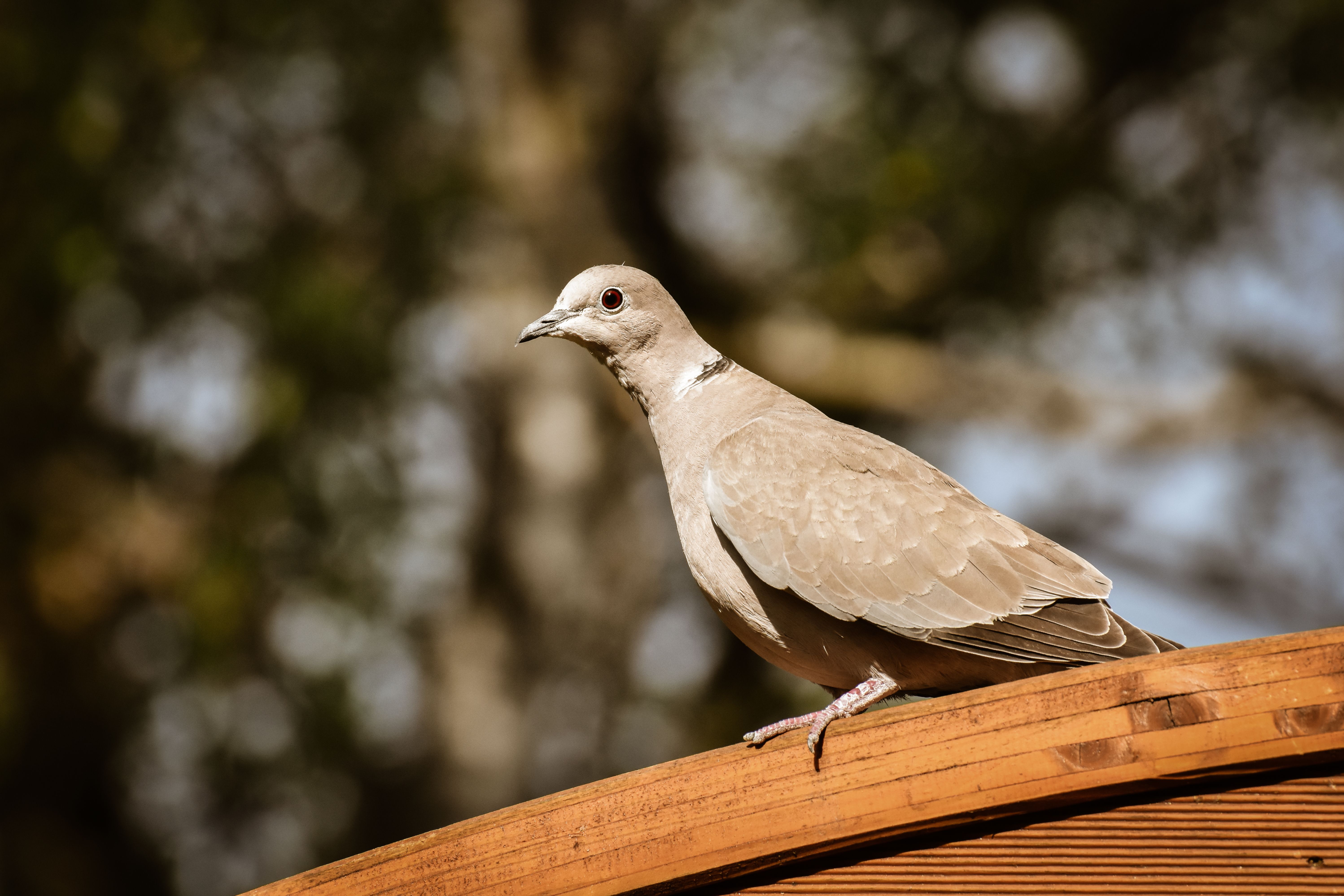 Sedentary Bird Photos, Download The BEST Free Sedentary Bird Stock ...