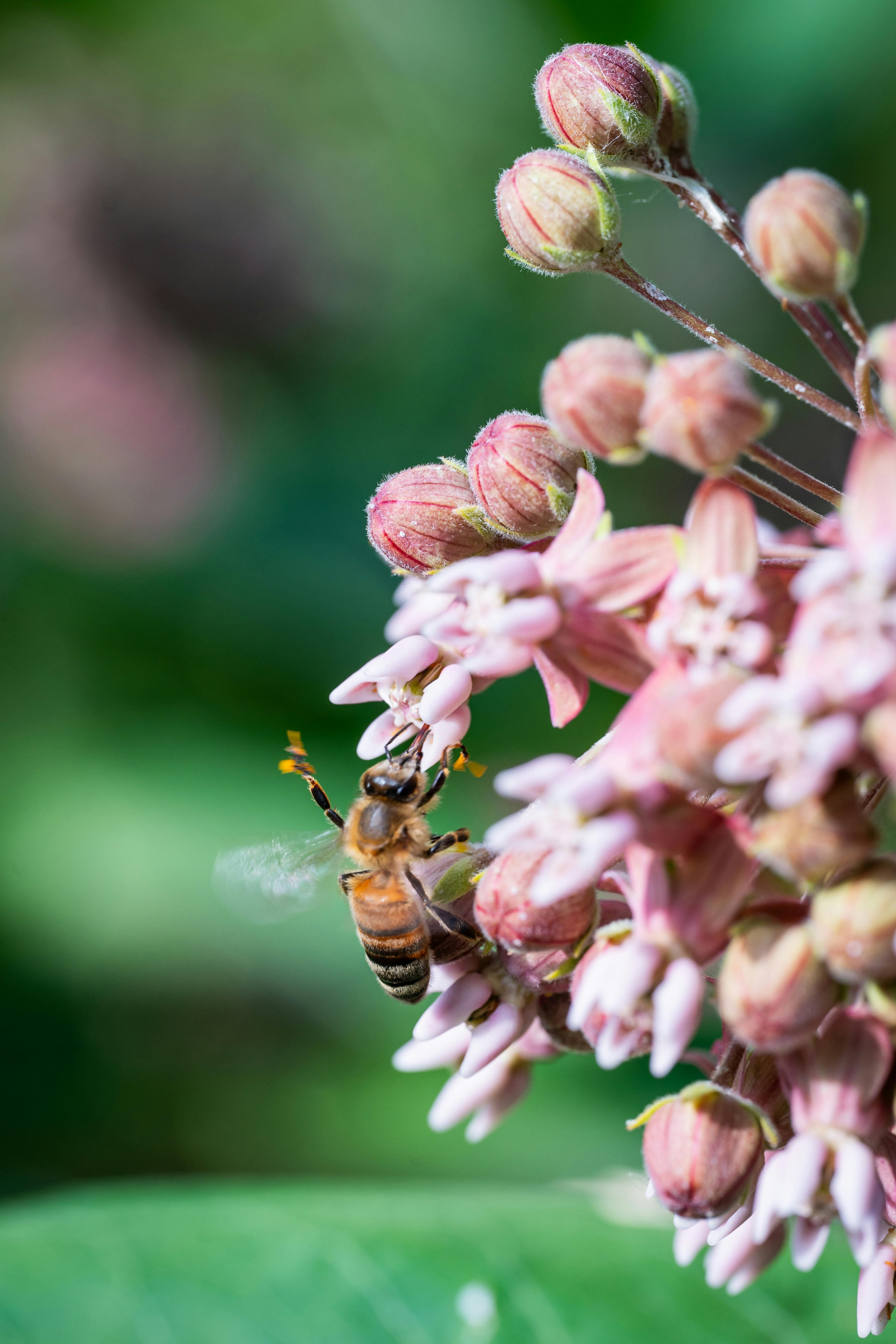 Lac Insect Photos, Download The BEST Free Lac Insect Stock Photos & HD ...