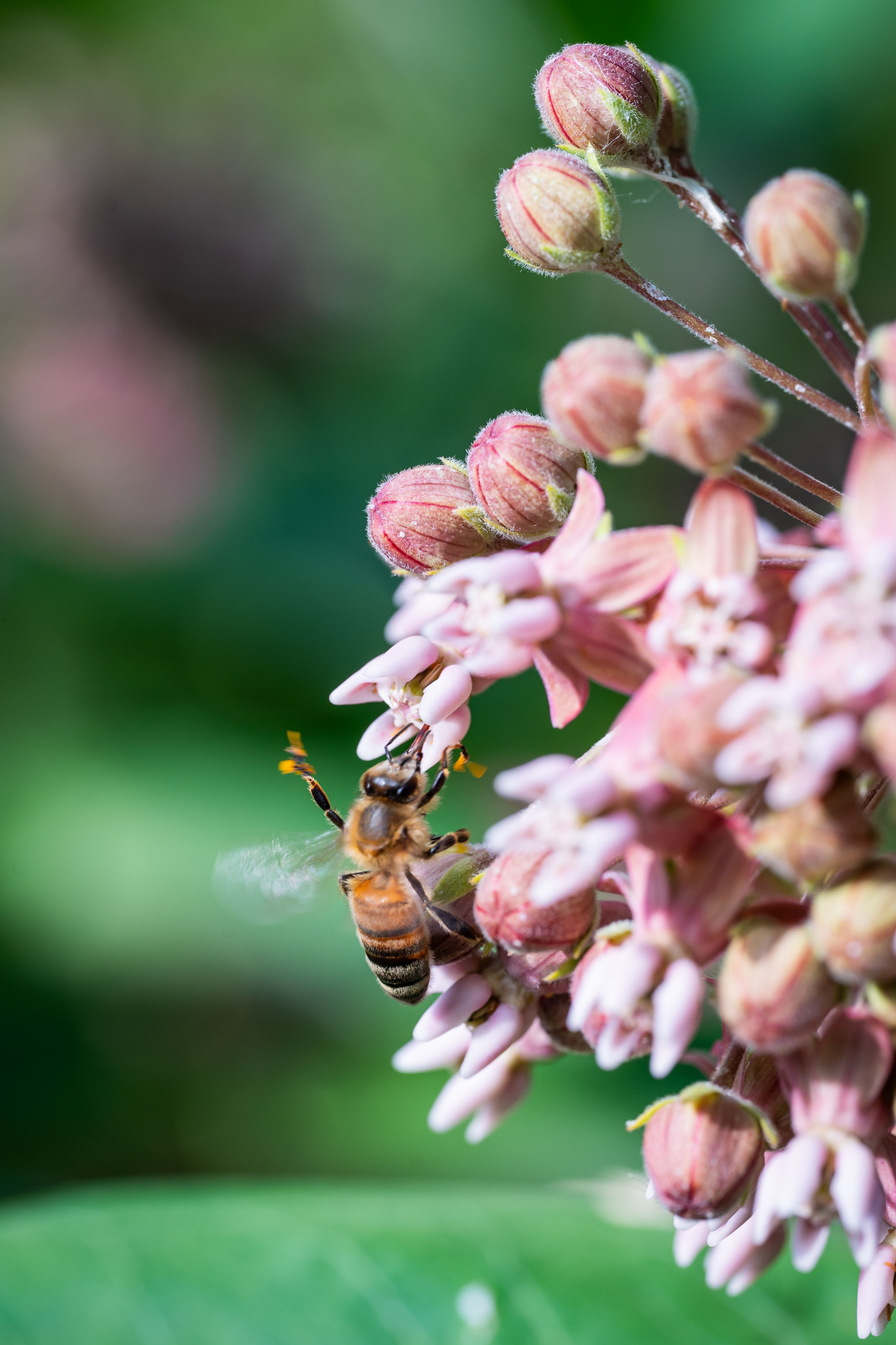 Honeybee Pollinating Pink Milkweed Flowers · Free Stock Photo