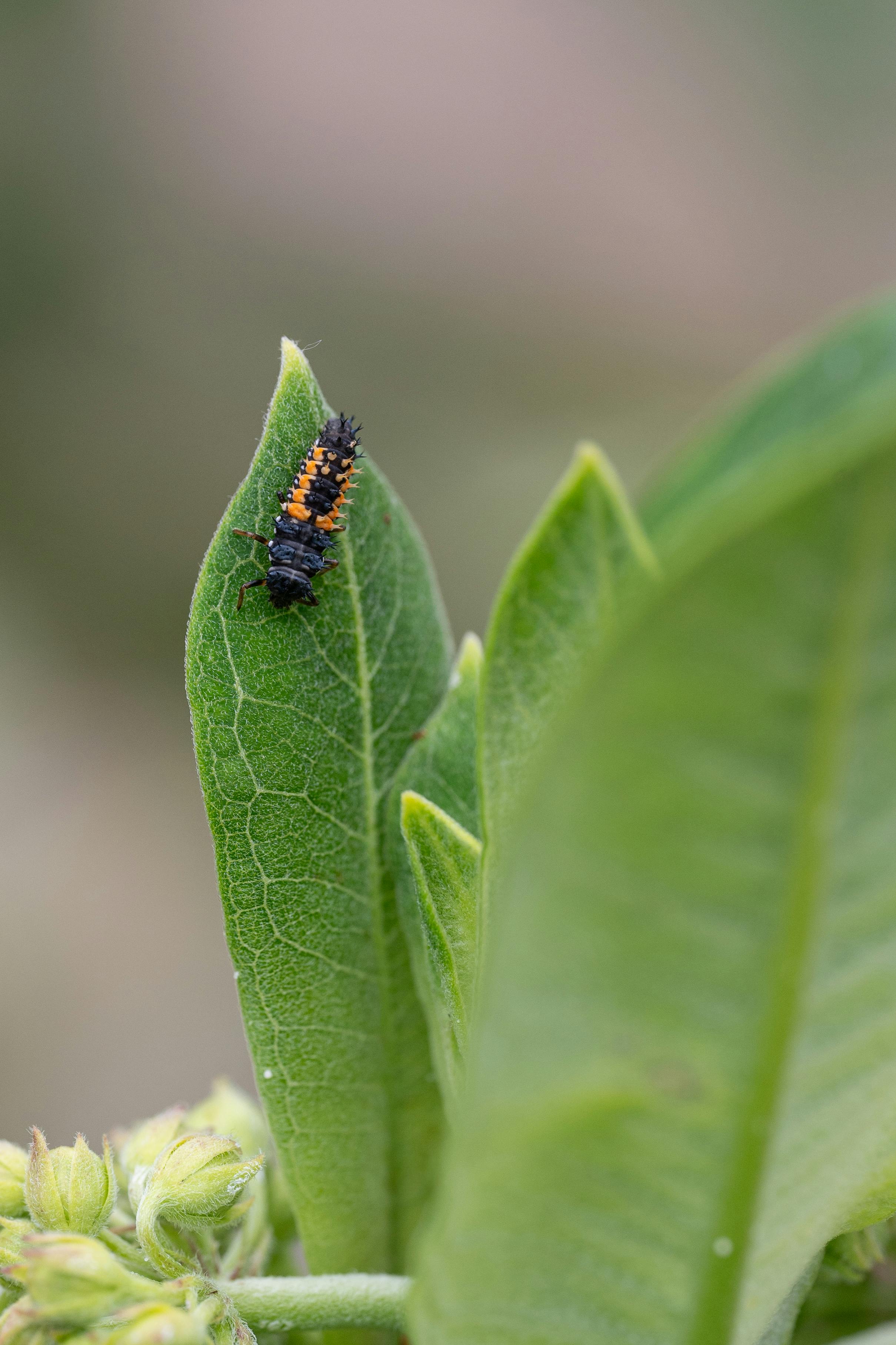 Lac Insect Photos, Download The BEST Free Lac Insect Stock Photos & HD ...