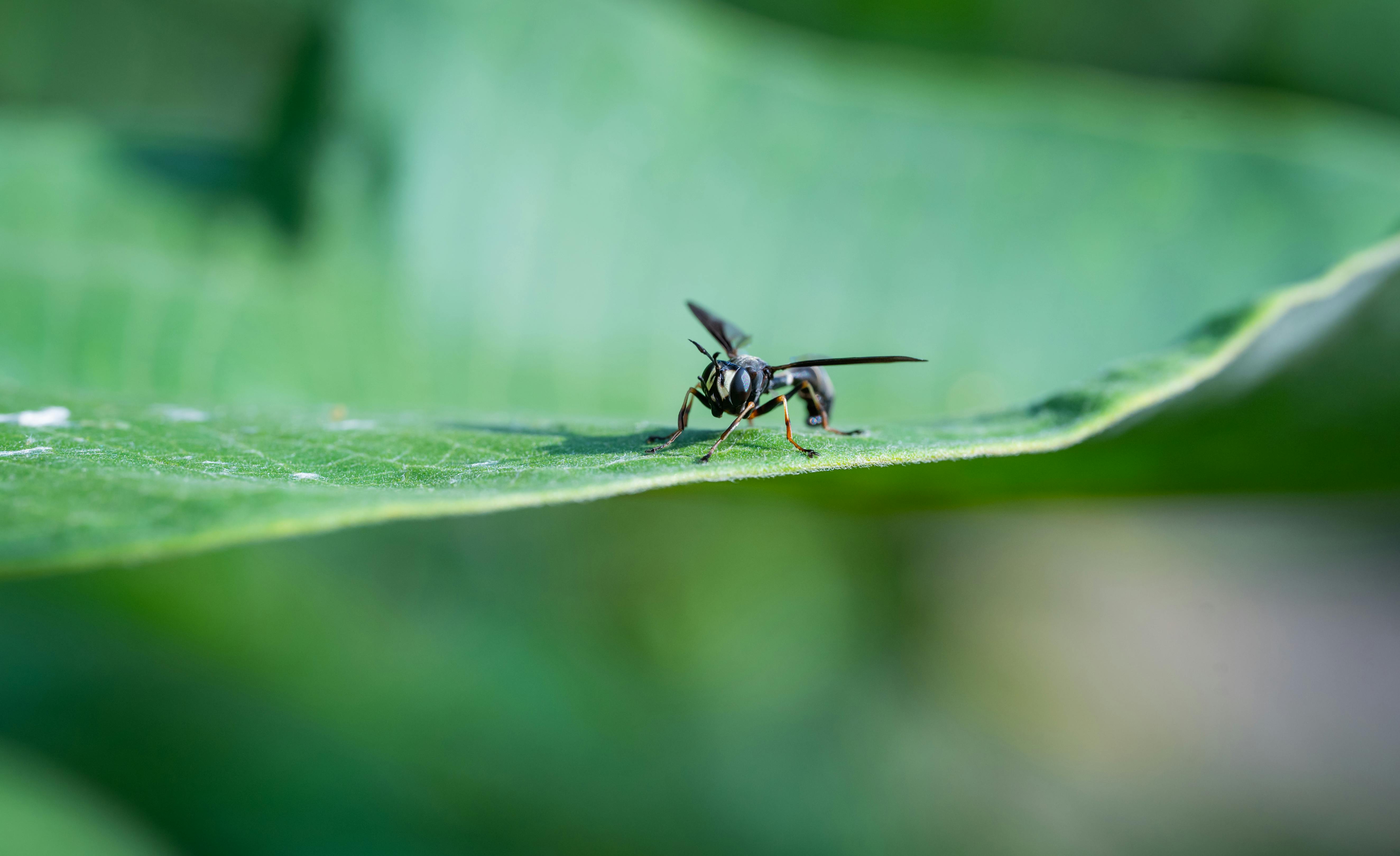 Lac Insect Photos, Download The BEST Free Lac Insect Stock Photos & HD ...