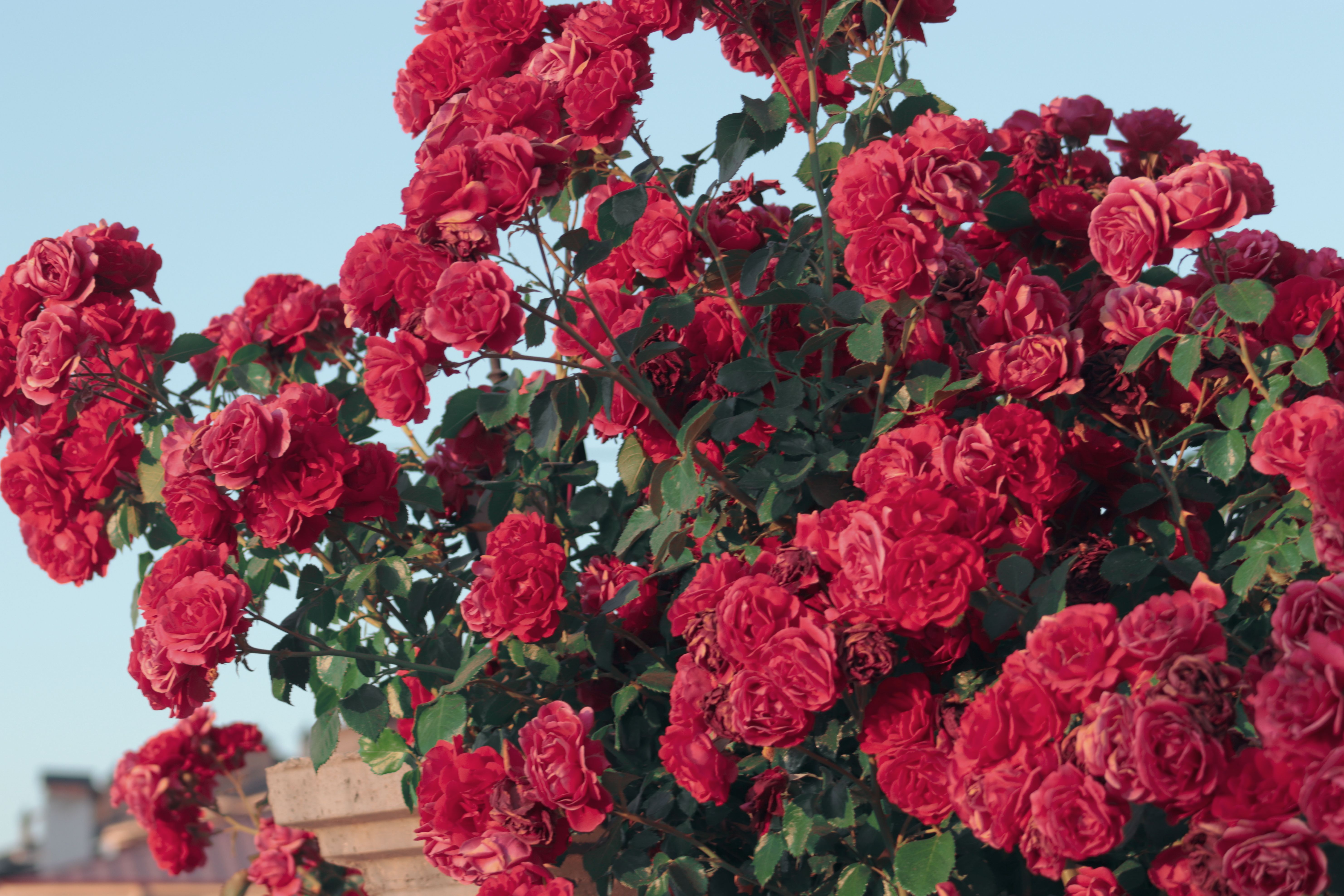 Vibrant Red Roses in Full Bloom Outdoors · Free Stock Photo