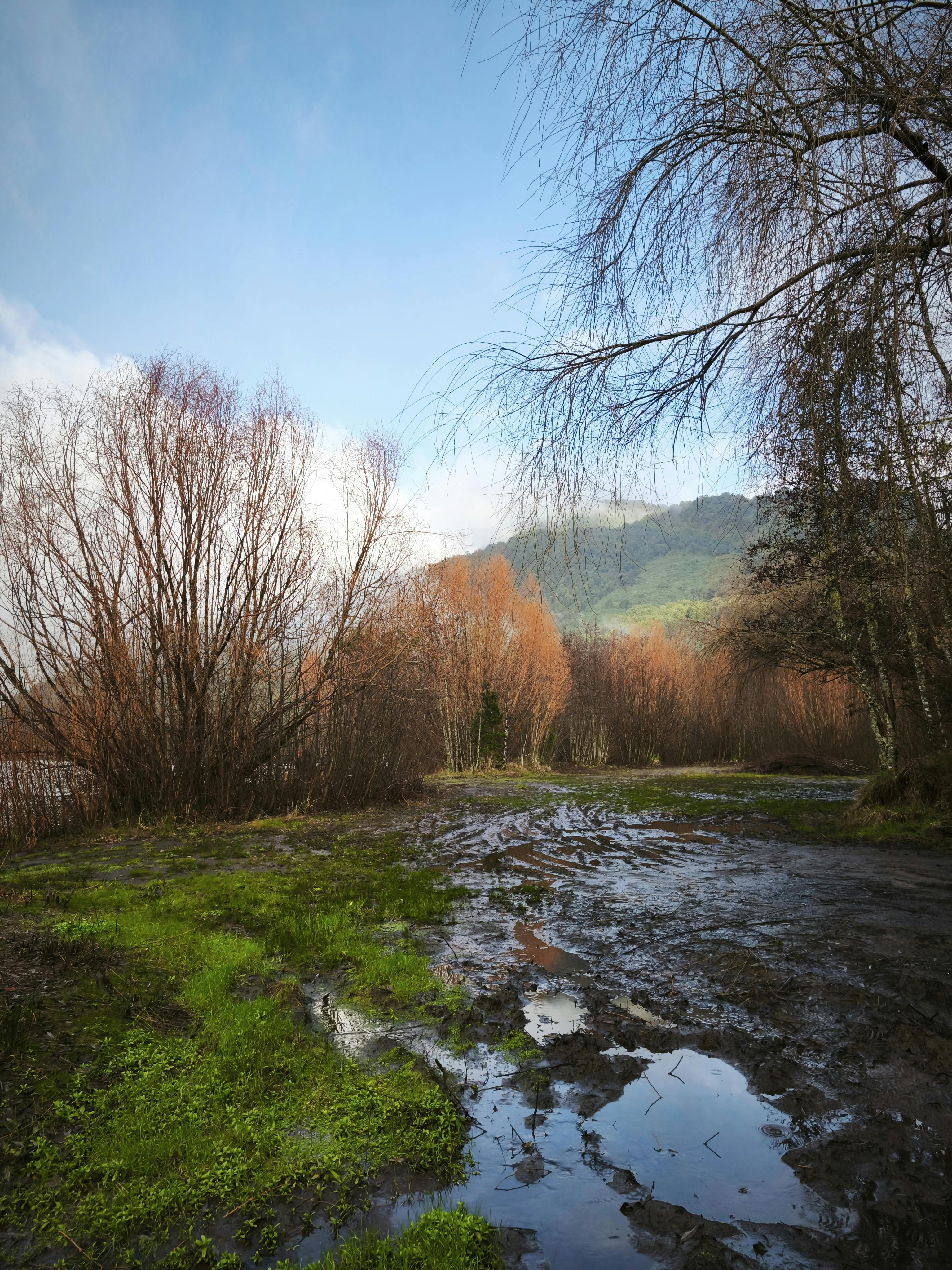 Bare Trees Photos, Download The BEST Free Bare Trees Stock Photos & HD ...