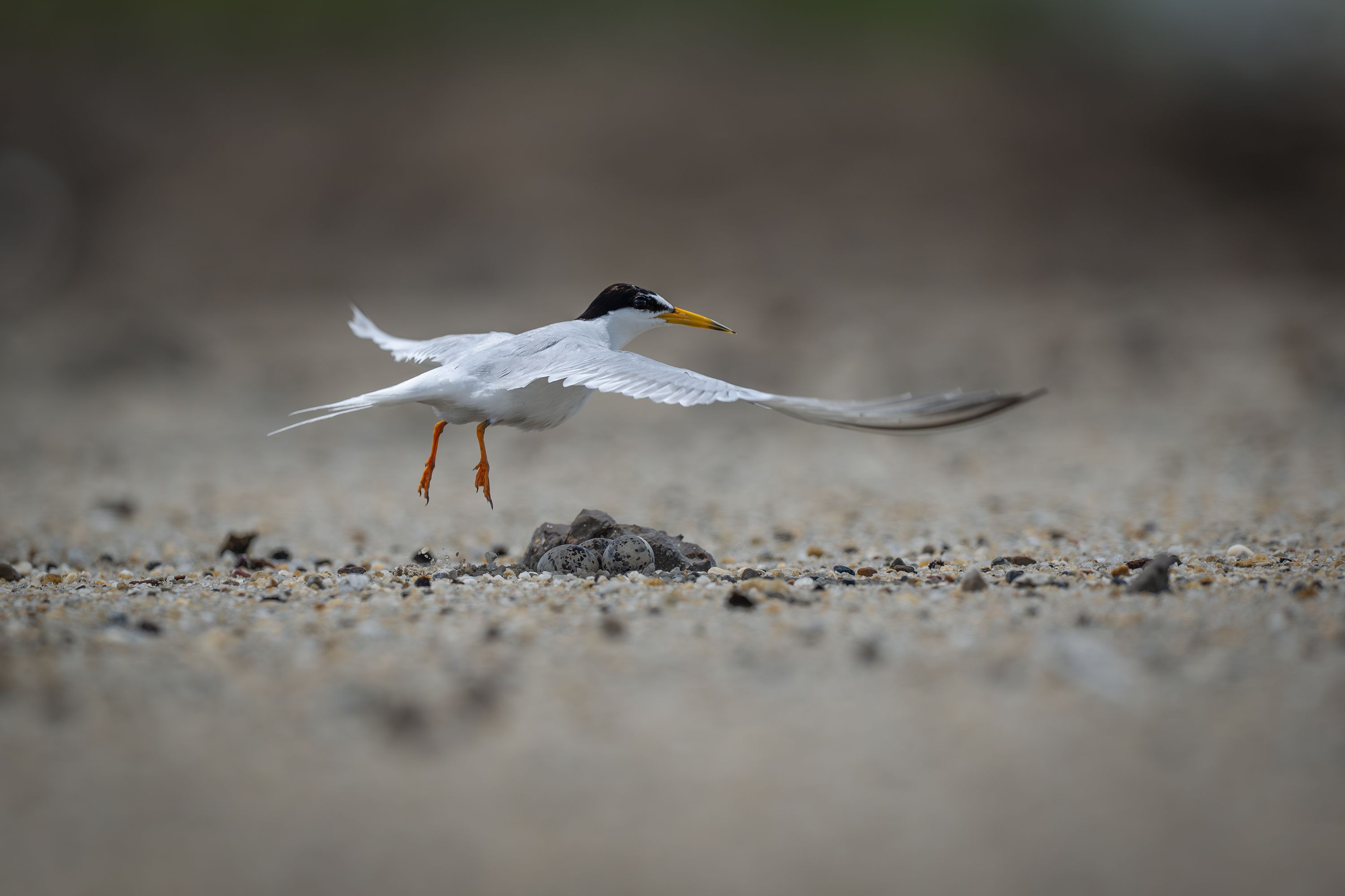 Graceful Flight of a White Tern Over Beach · Free Stock Photo