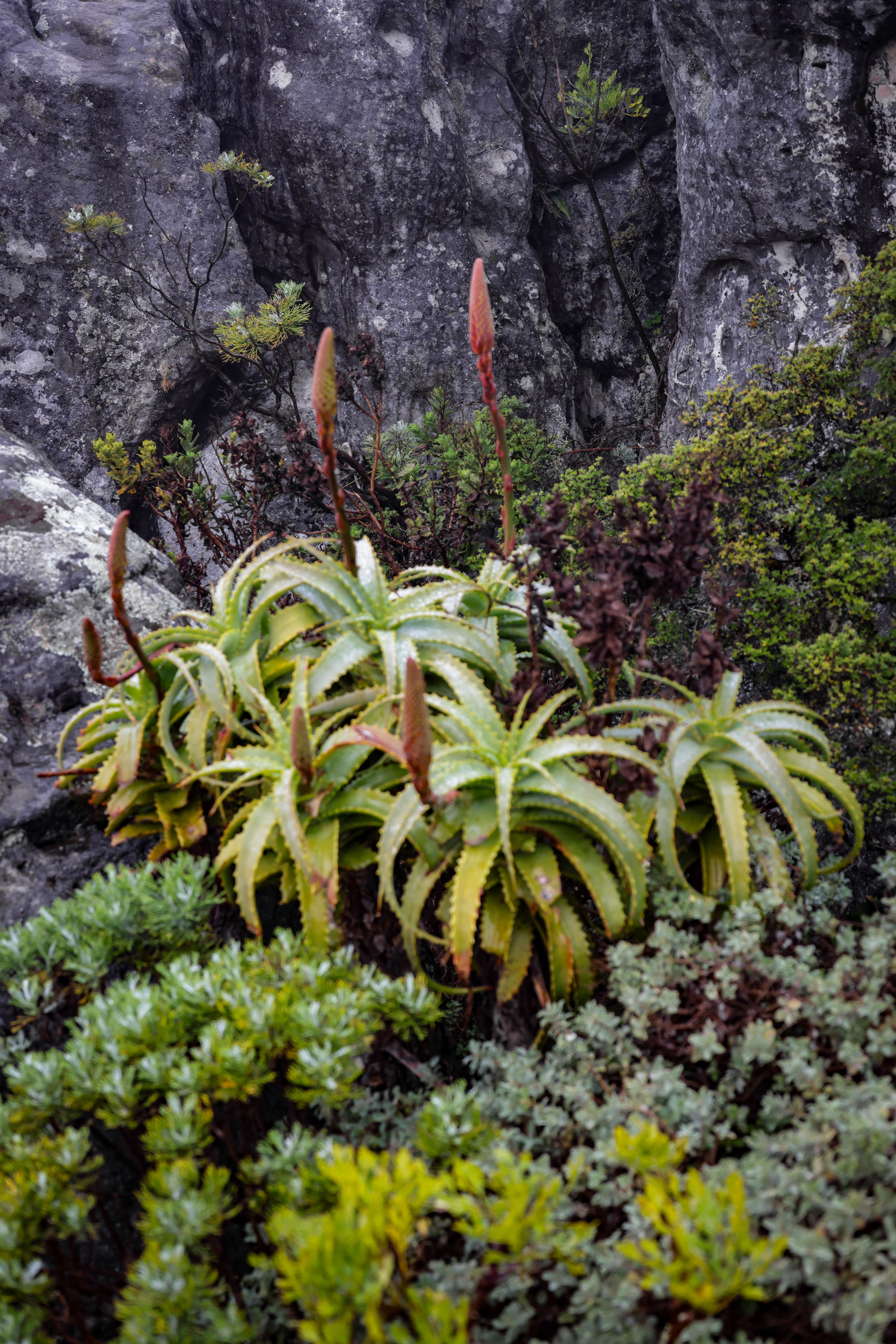 Vibrant Fynbos Vegetation on Table Mountain · Free Stock Photo