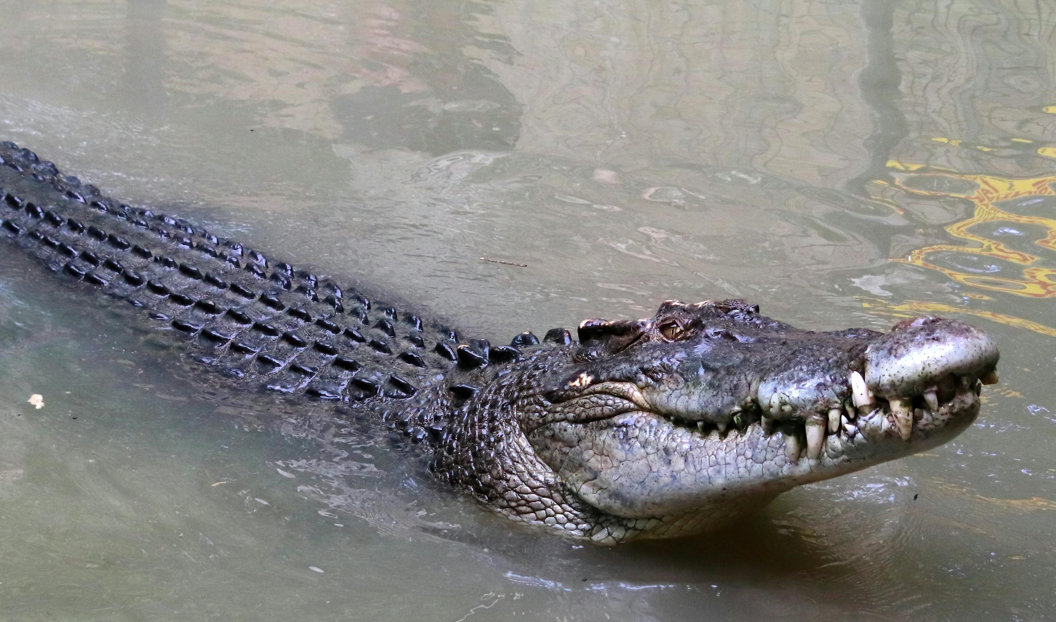 Bombardino Crocodile Photos, Download The BEST Free Bombardino ...