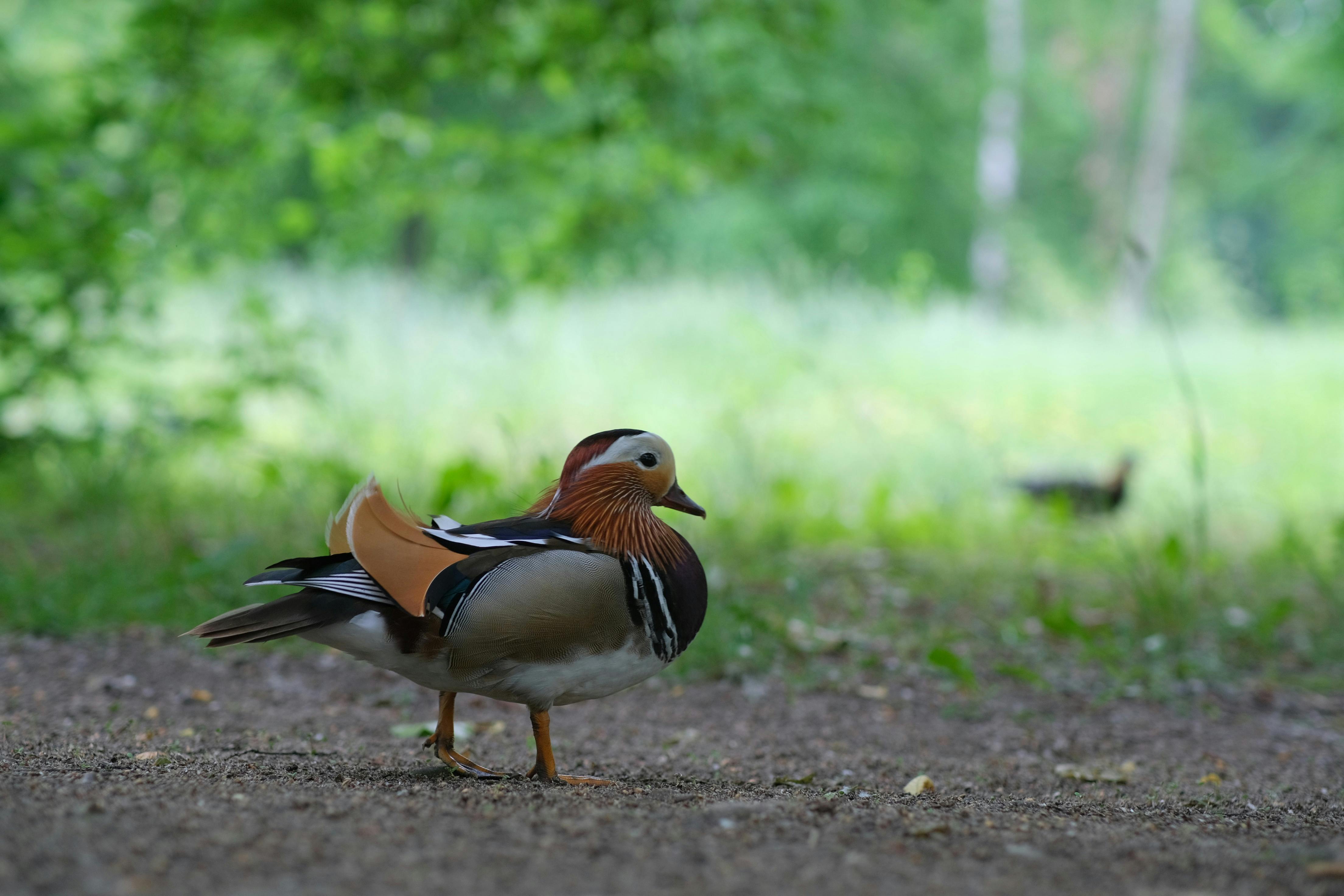 Pato Mandarim Elegante Em Habitat Natural · Foto profissional gratuita