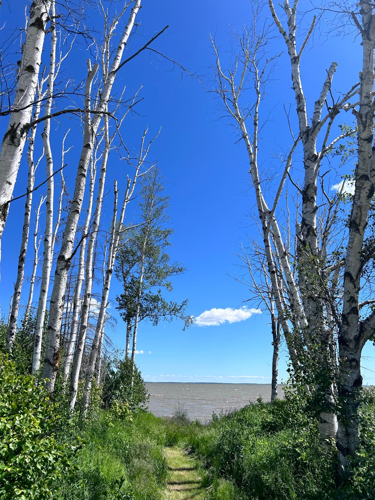 Birch Trees Photos, Download The BEST Free Birch Trees Stock Photos ...