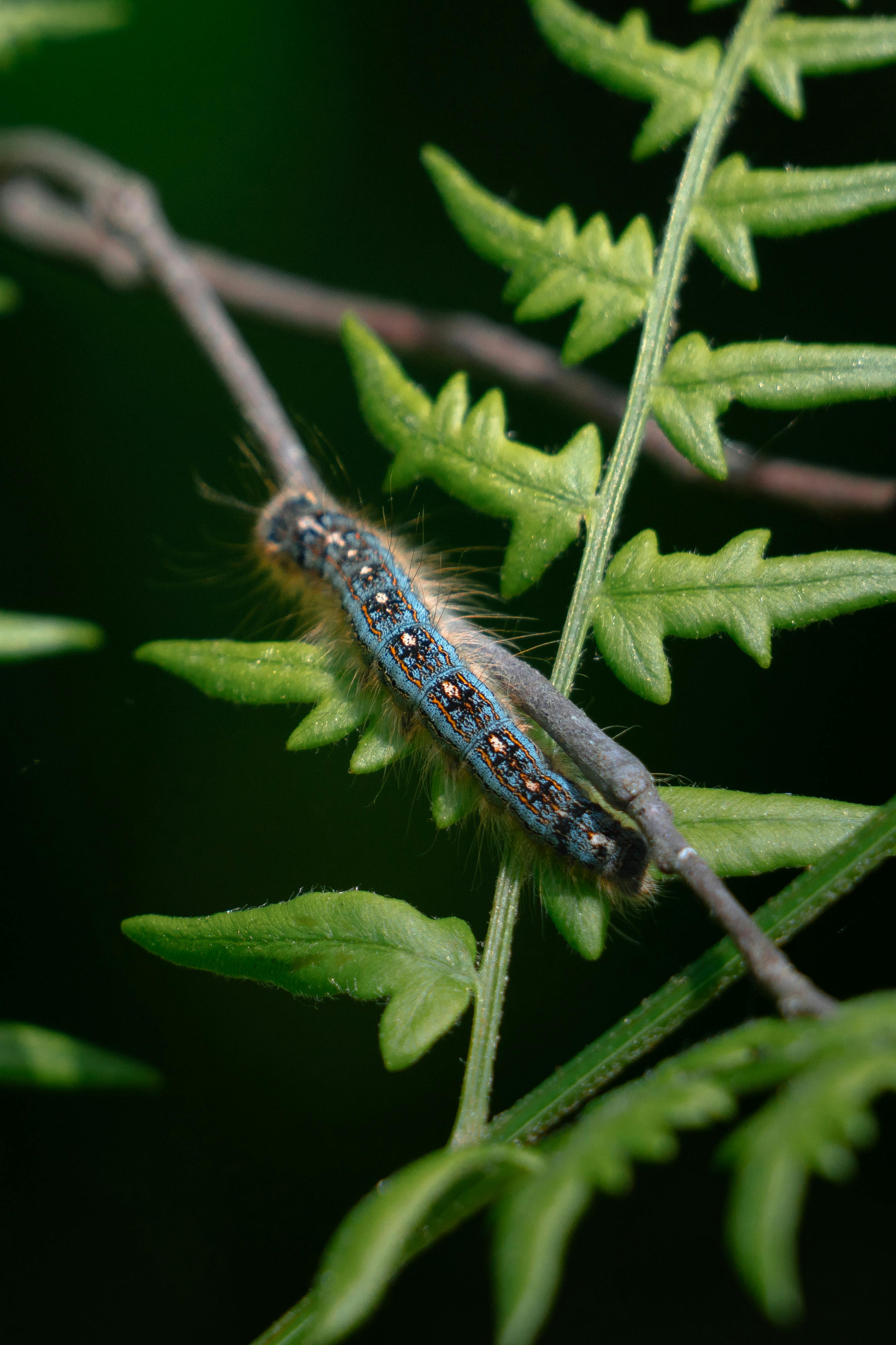 Lac Insect Photos, Download The BEST Free Lac Insect Stock Photos & HD ...