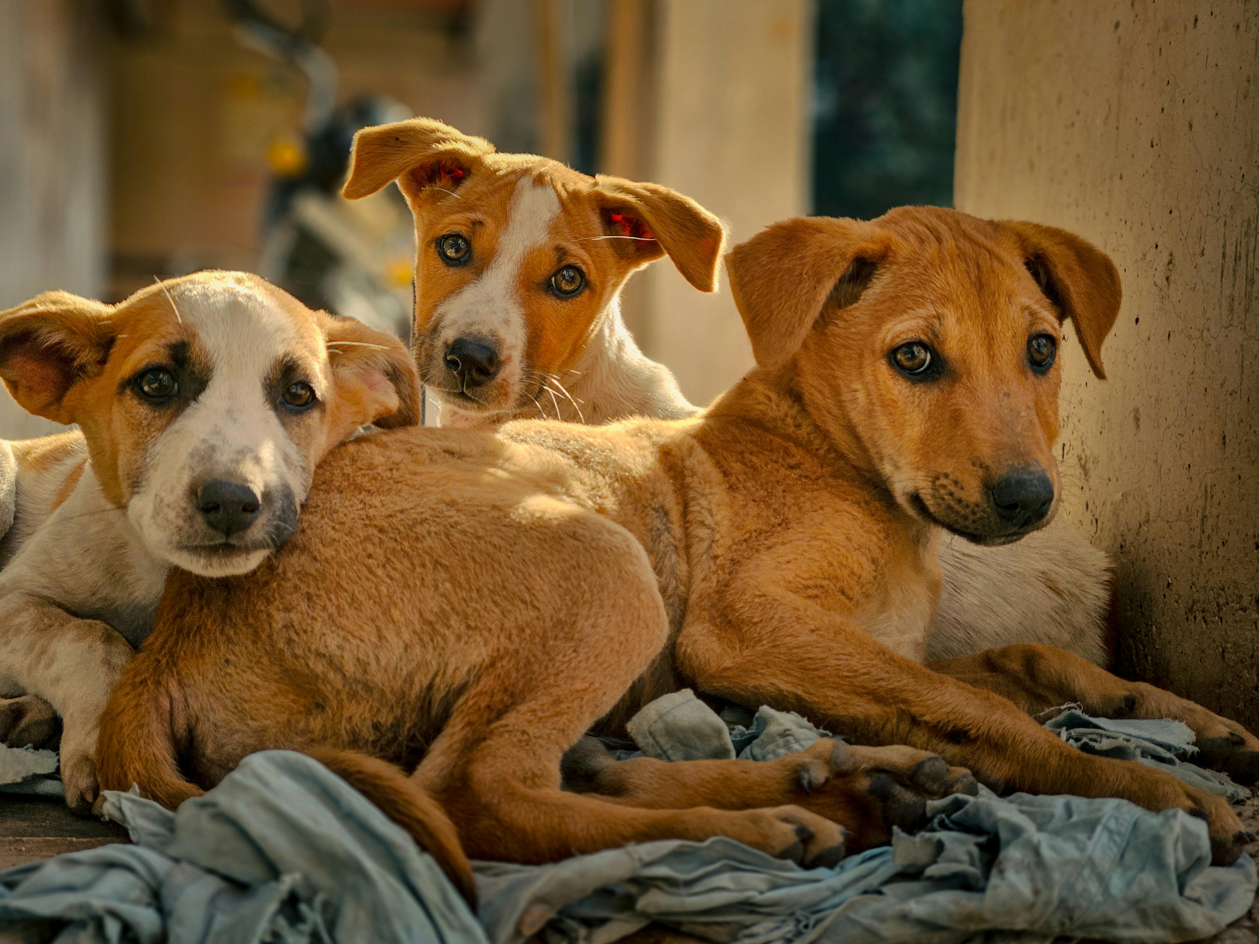 Adorable Indian Stray Puppies Lounging Outdoors · Free Stock Photo