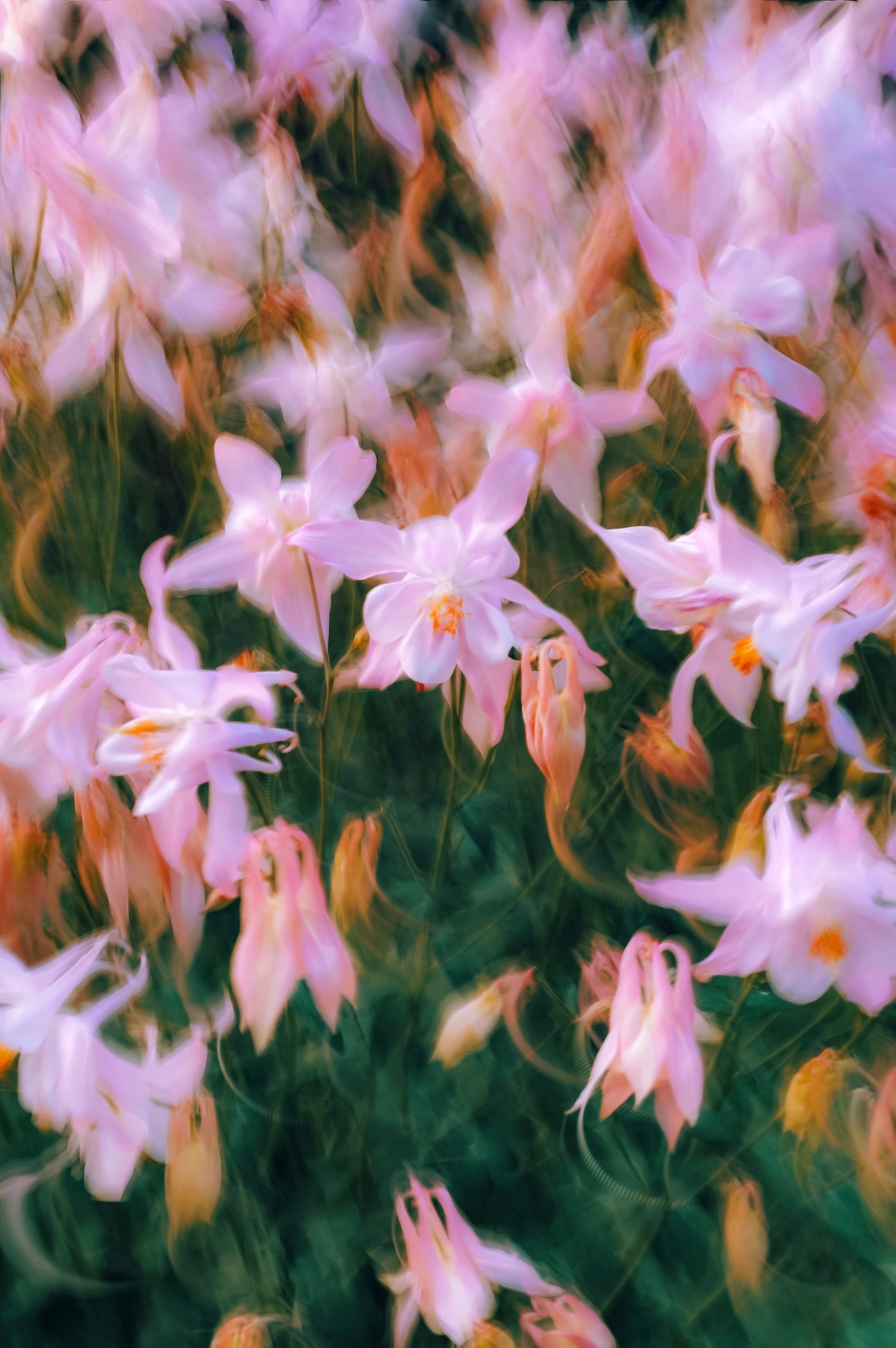 Abstract Flowers Photos, Download The BEST Free Abstract Flowers Stock ...