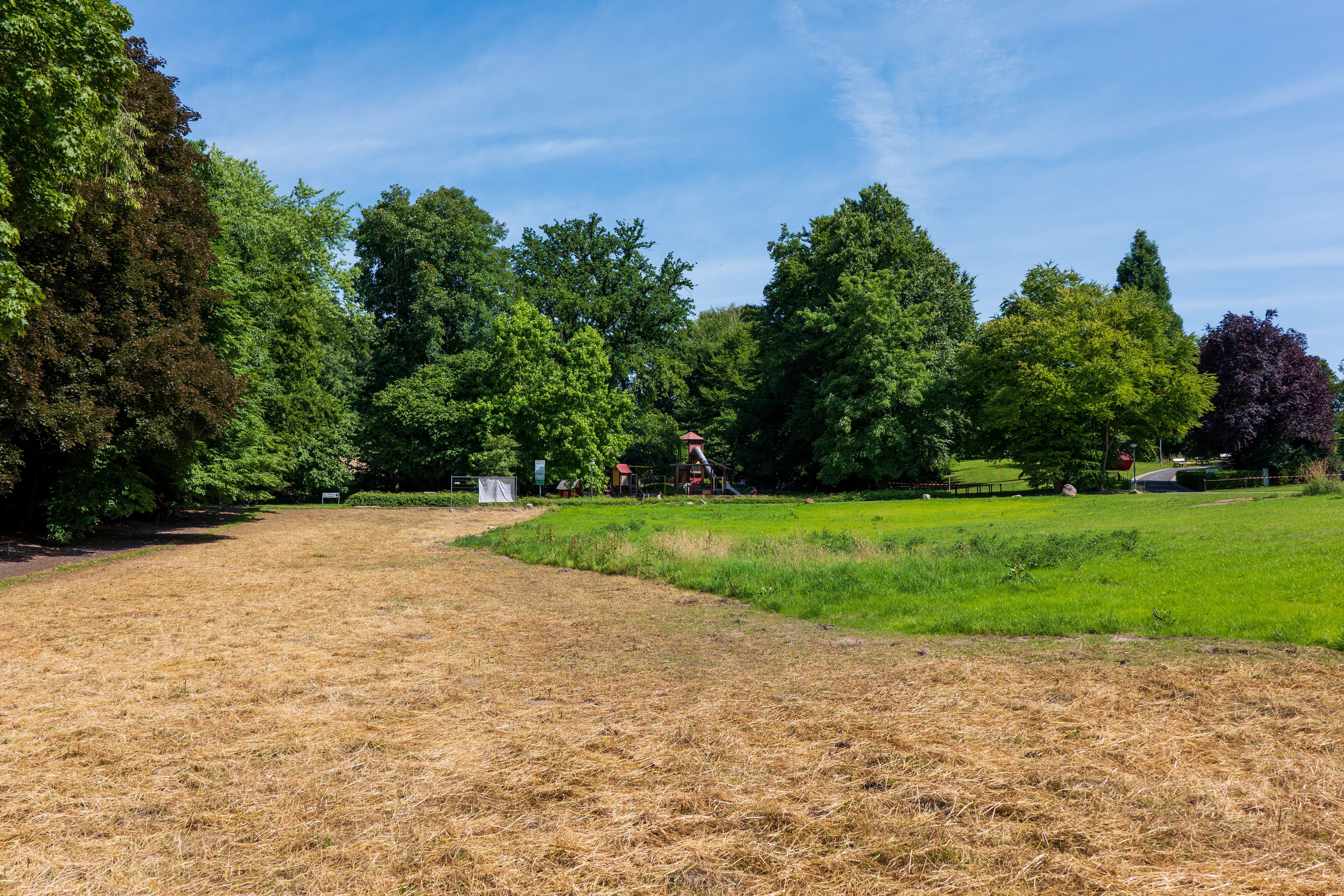 Sunny Park Landscape with Lush Greenery · Free Stock Photo
