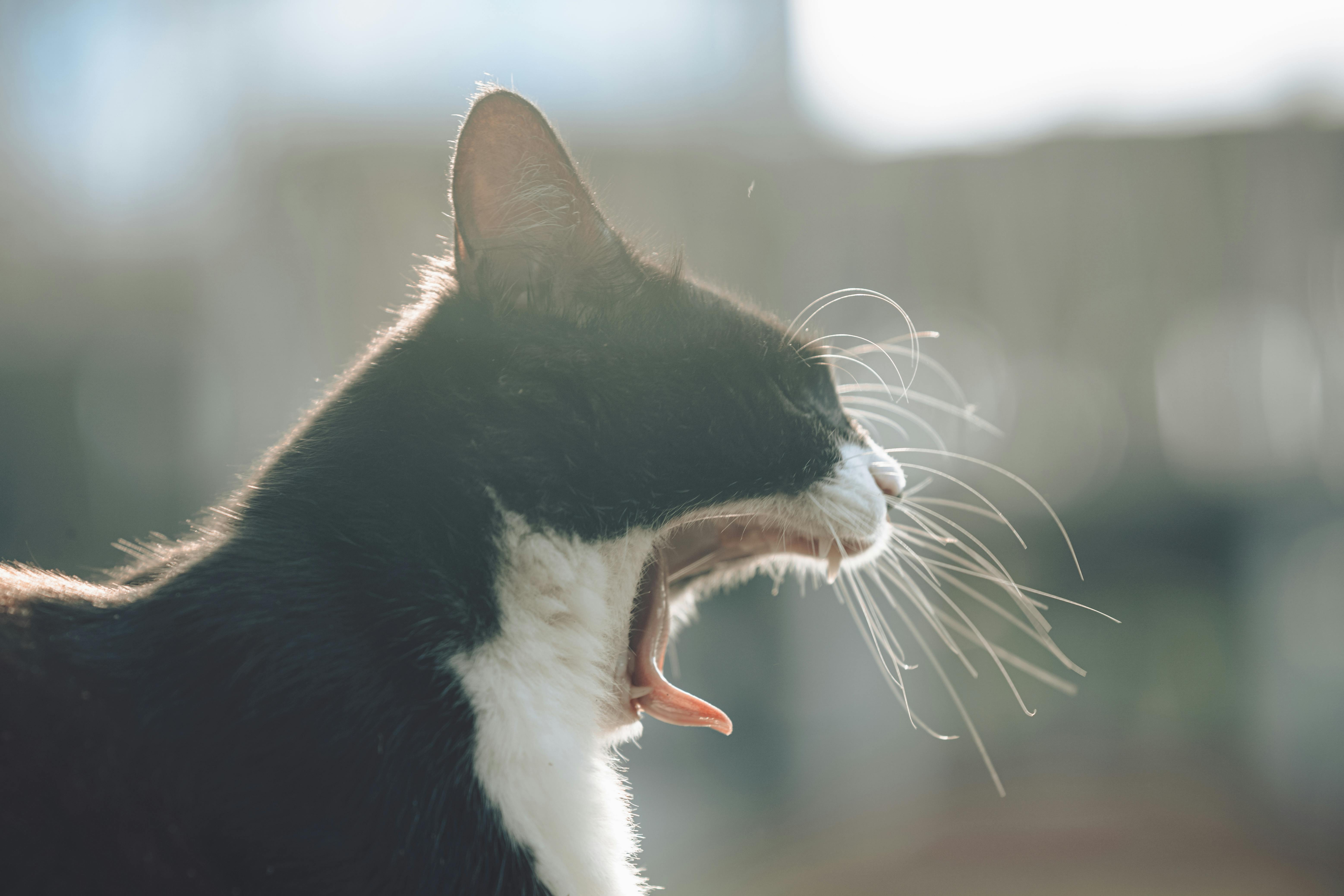 Cat Screensaver Photos, Download The BEST Free Cat Screensaver Stock ...