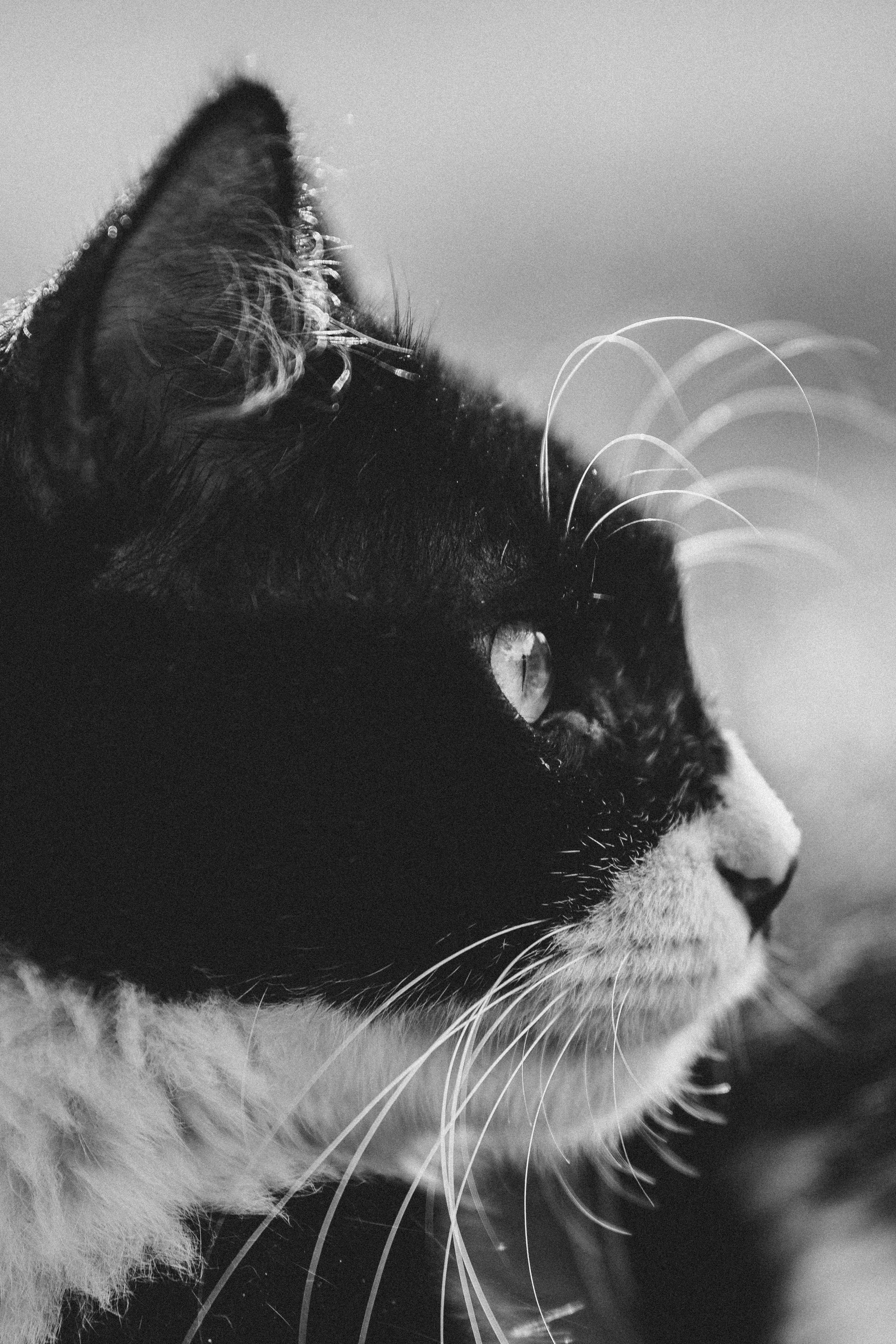 Cat Map Photos, Download The BEST Free Cat Map Stock Photos & HD Images