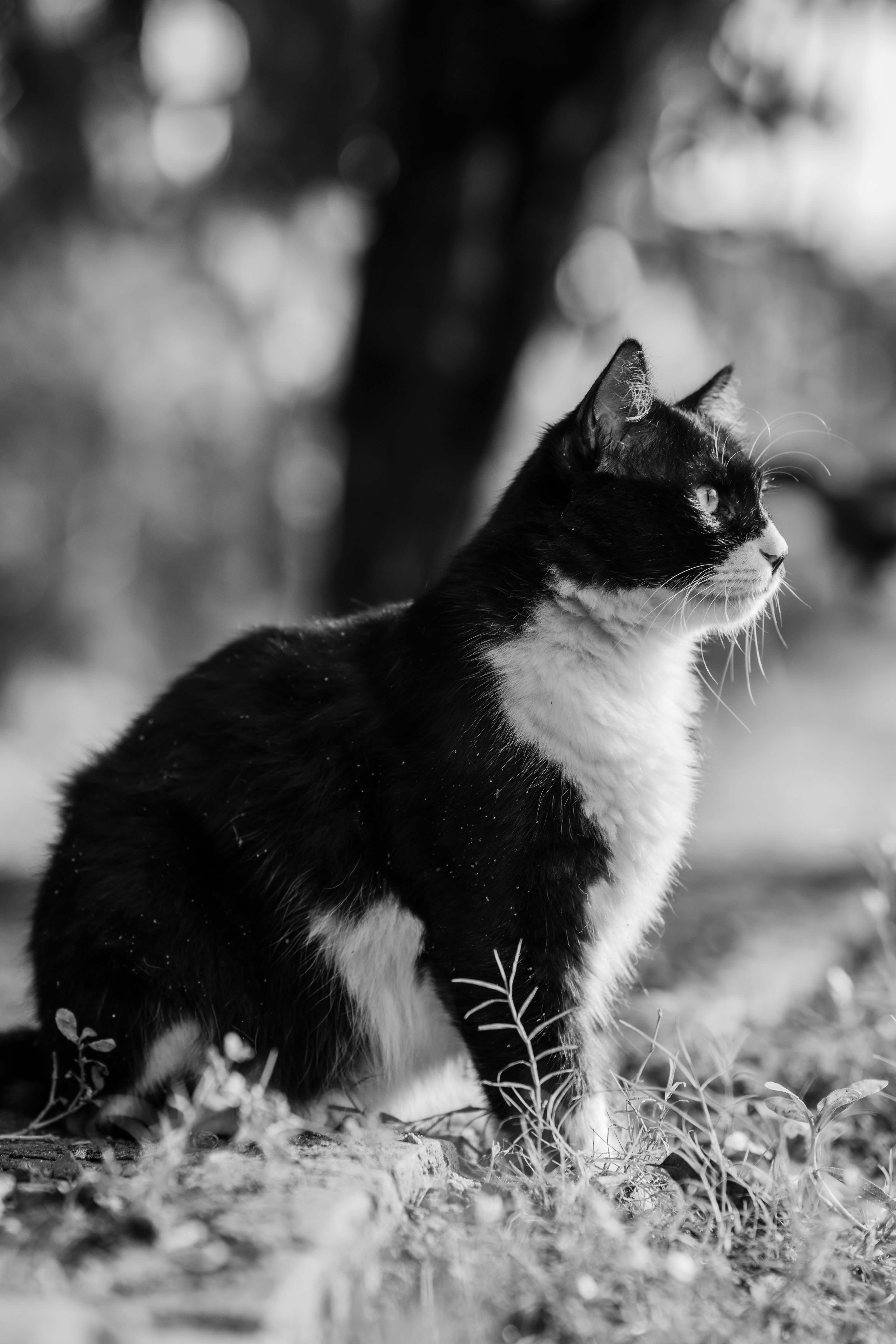 Black and White Tuxedo Cat in Outdoor Portrait · Free Stock Photo