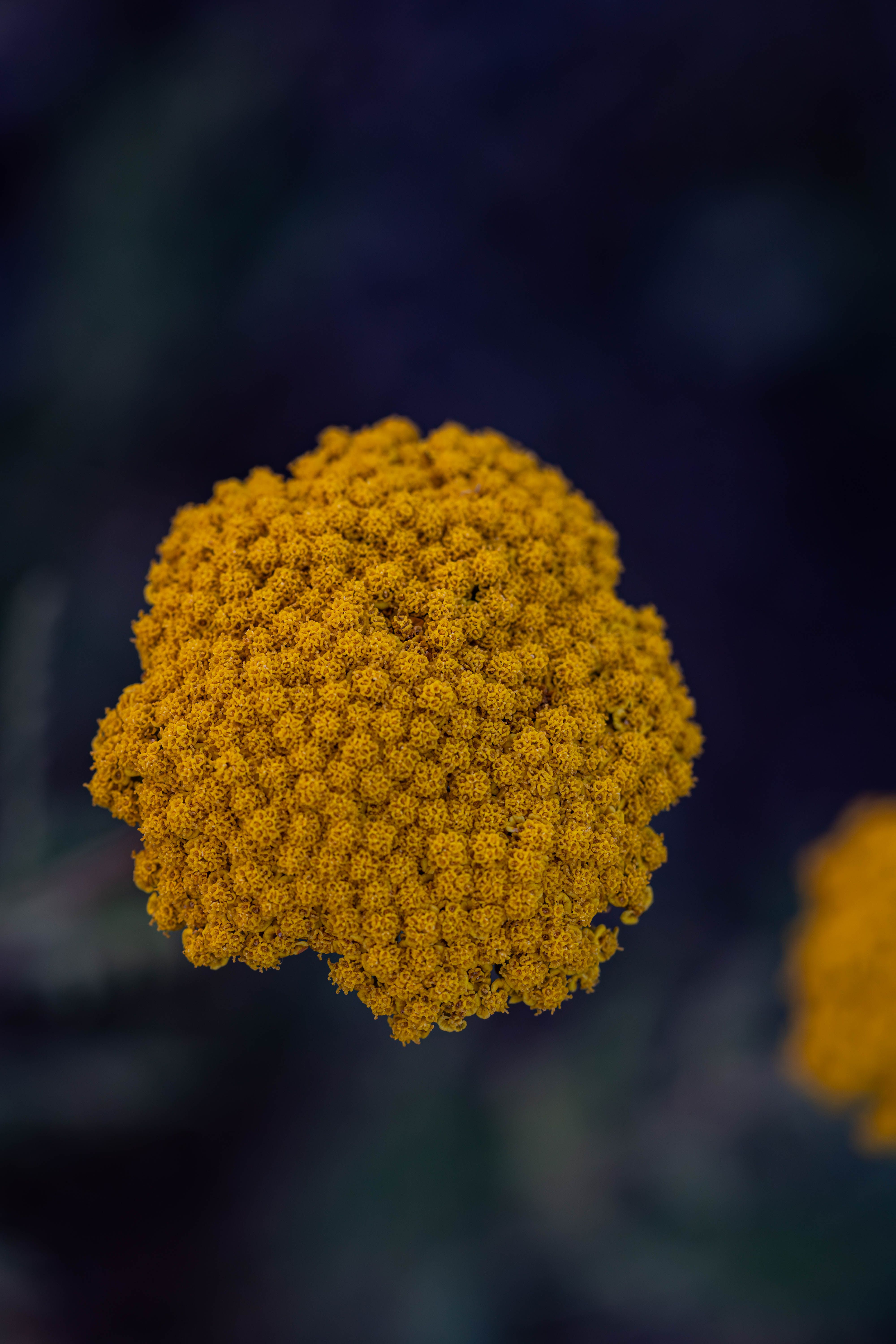 Close-up of Yellow Yarrow Bloom in Nature · Free Stock Photo