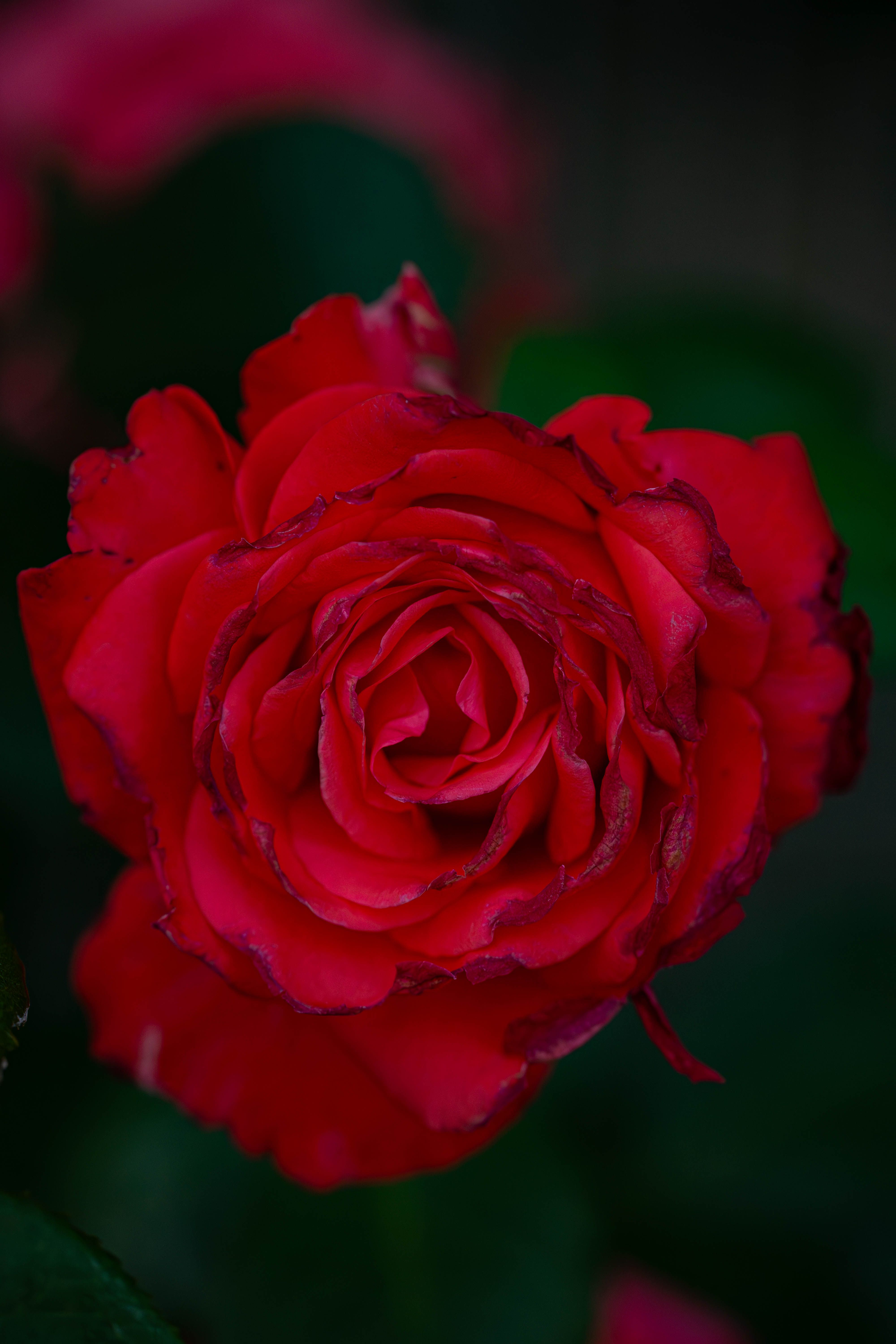 Single Rose Photos, Download The BEST Free Single Rose Stock Photos ...
