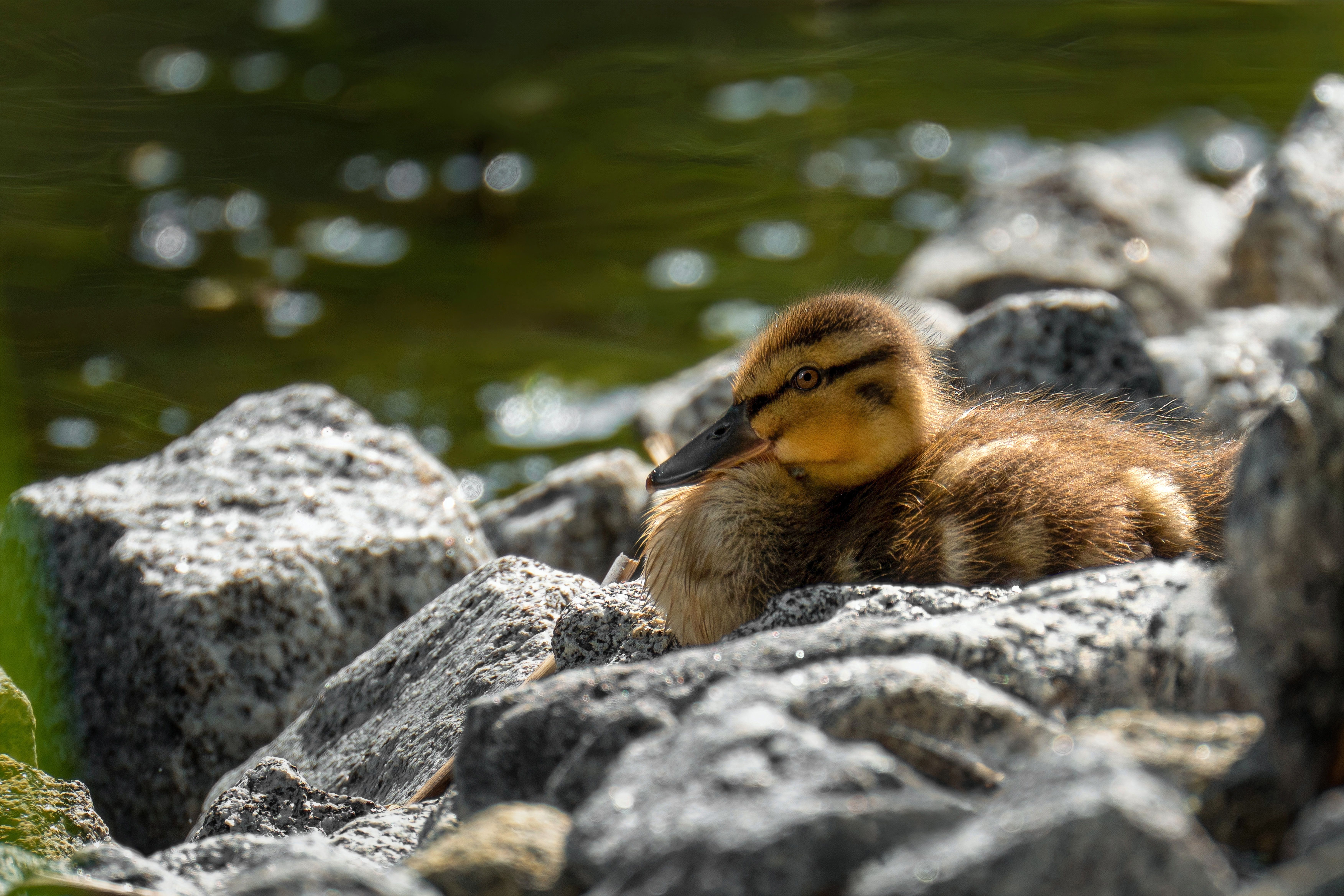 Cute Duckling Resting on Rocky Shoreline · Free Stock Photo