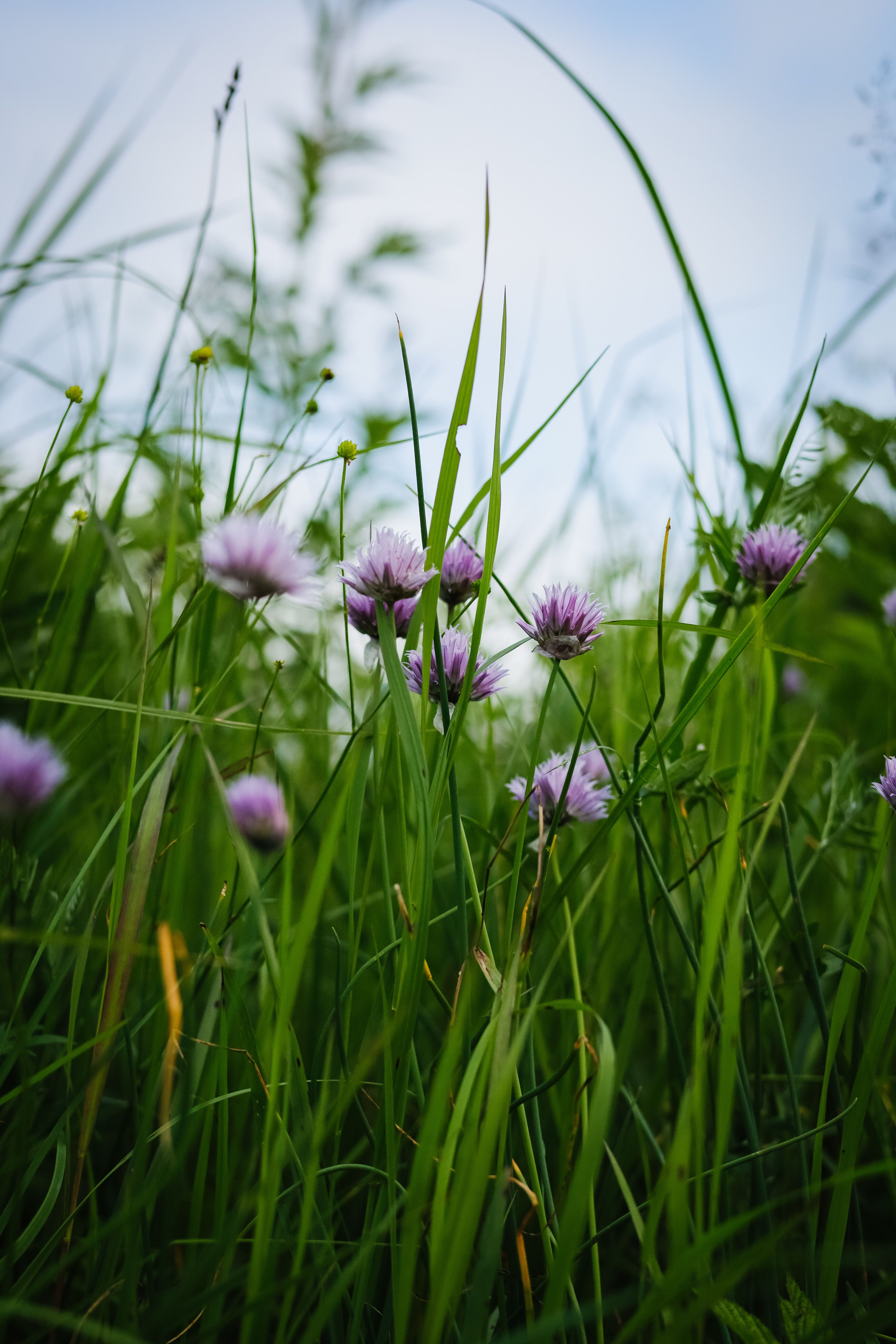 Flowering Plants Photos, Download The BEST Free Flowering Plants Stock ...