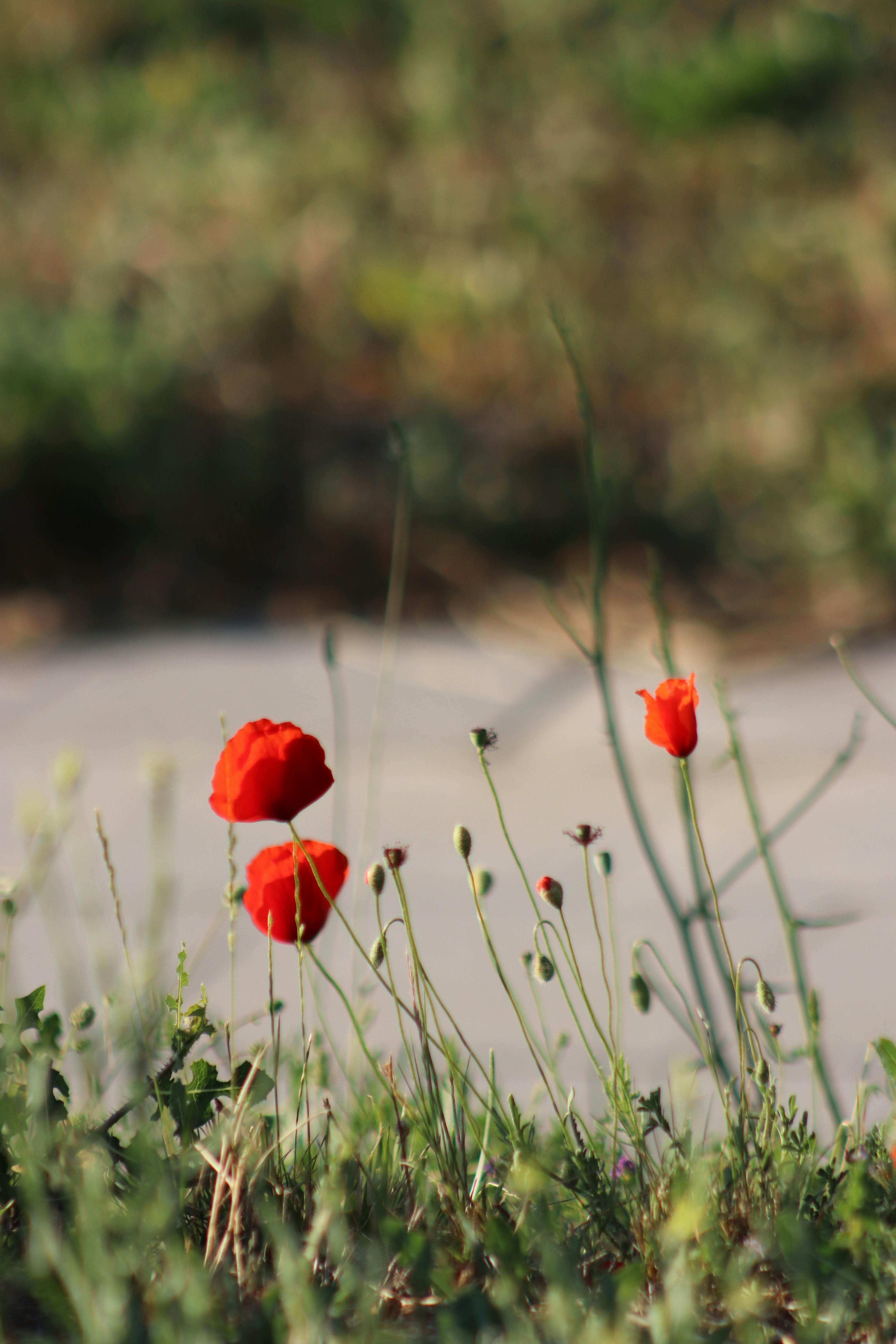 Opium+Pfp Photos, Download The BEST Free Opium+Pfp Stock Photos & HD Images