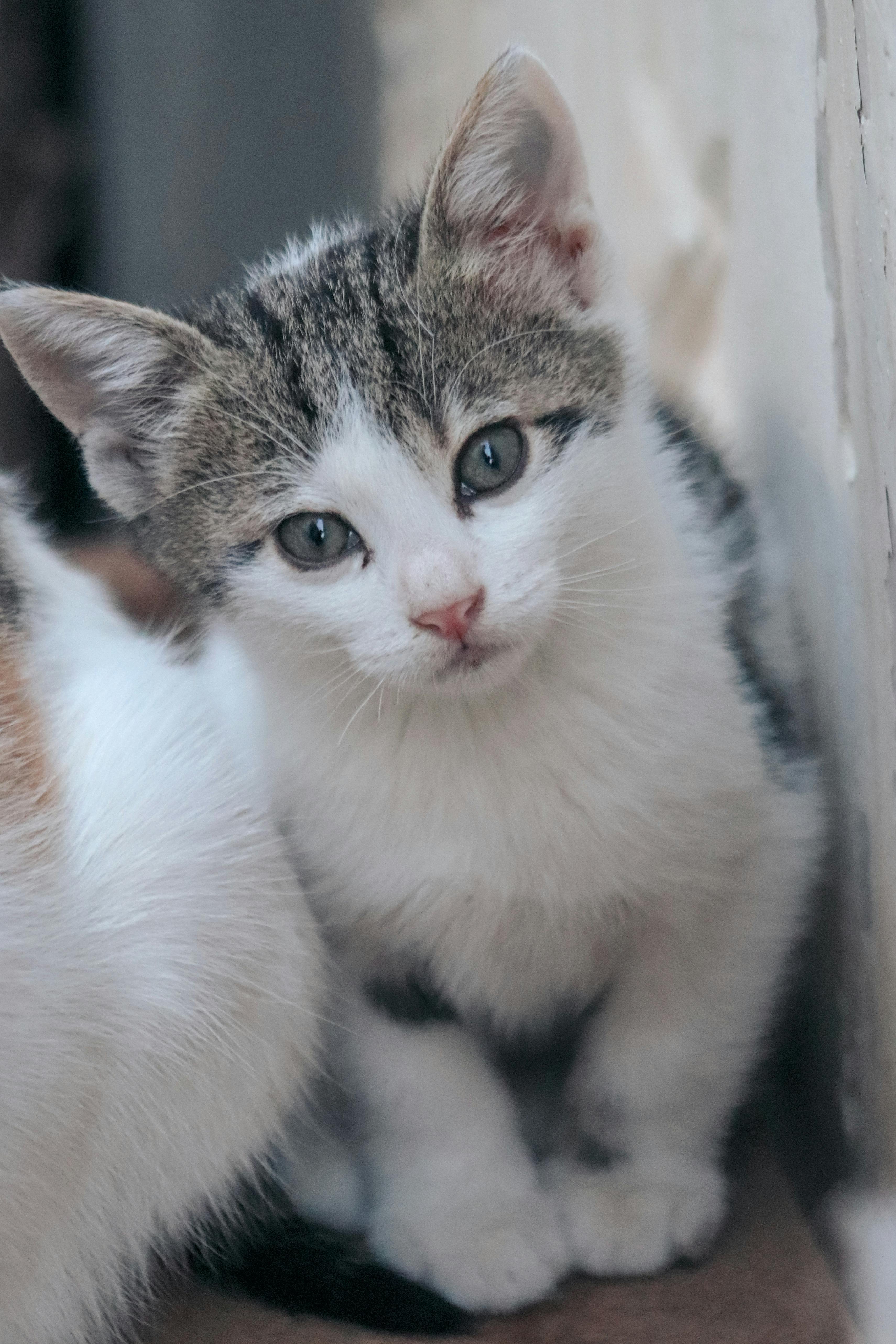 Cat Screensaver Photos, Download The BEST Free Cat Screensaver Stock ...