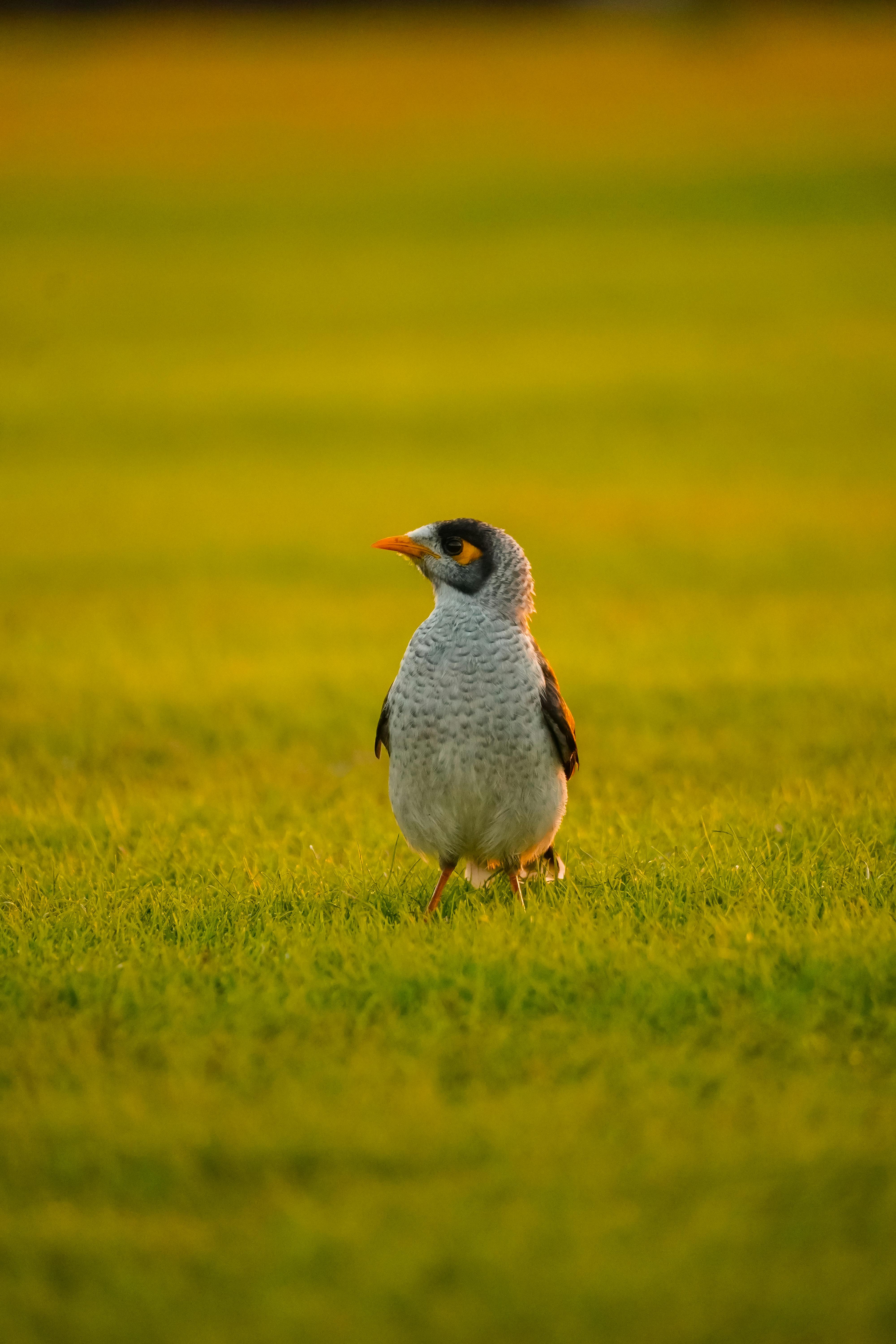 Australian Noisy Miner Bird in Golden Light · Free Stock Photo