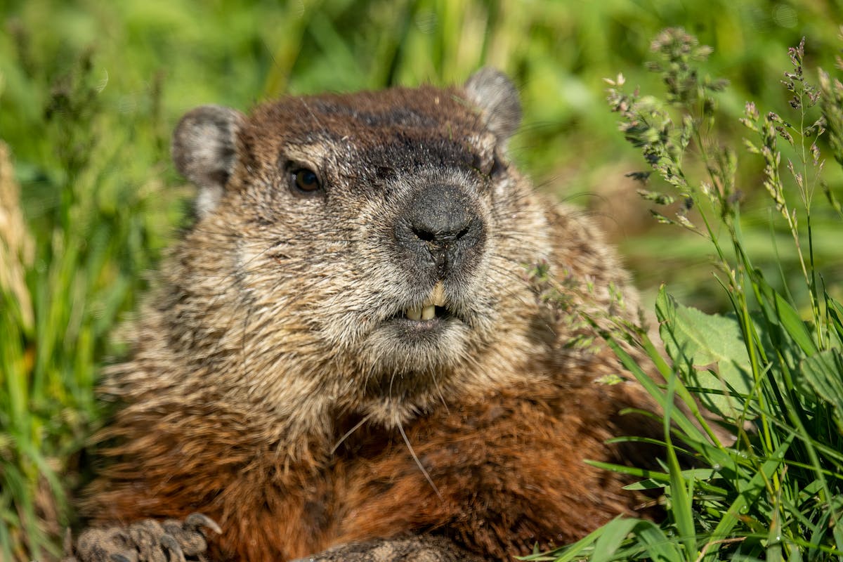 Groundhog Day Photos, Download The BEST Free Groundhog Day Stock Photos ...