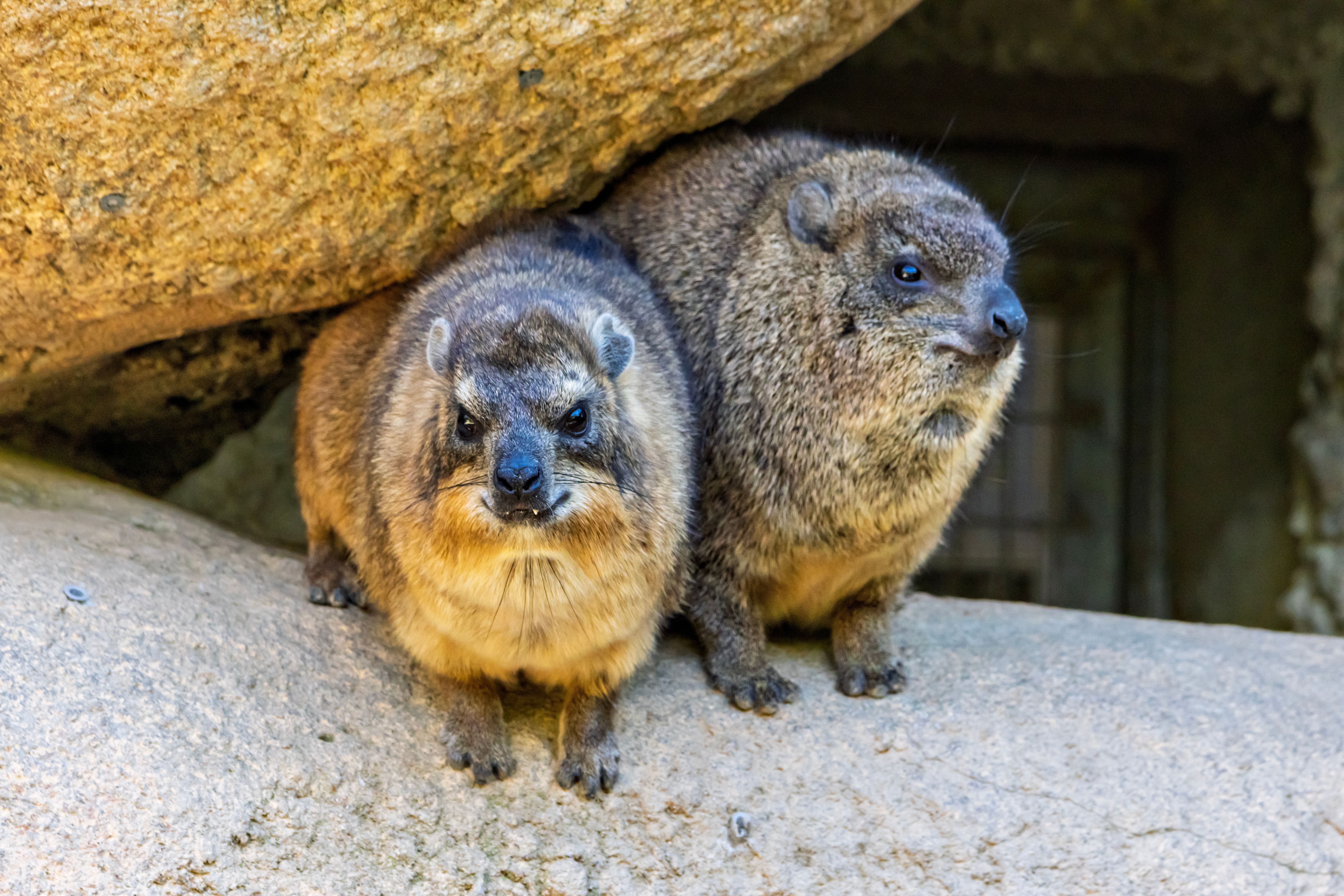Pair of Hyraxes Resting on Rocky Surface in Nature · Free Stock Photo