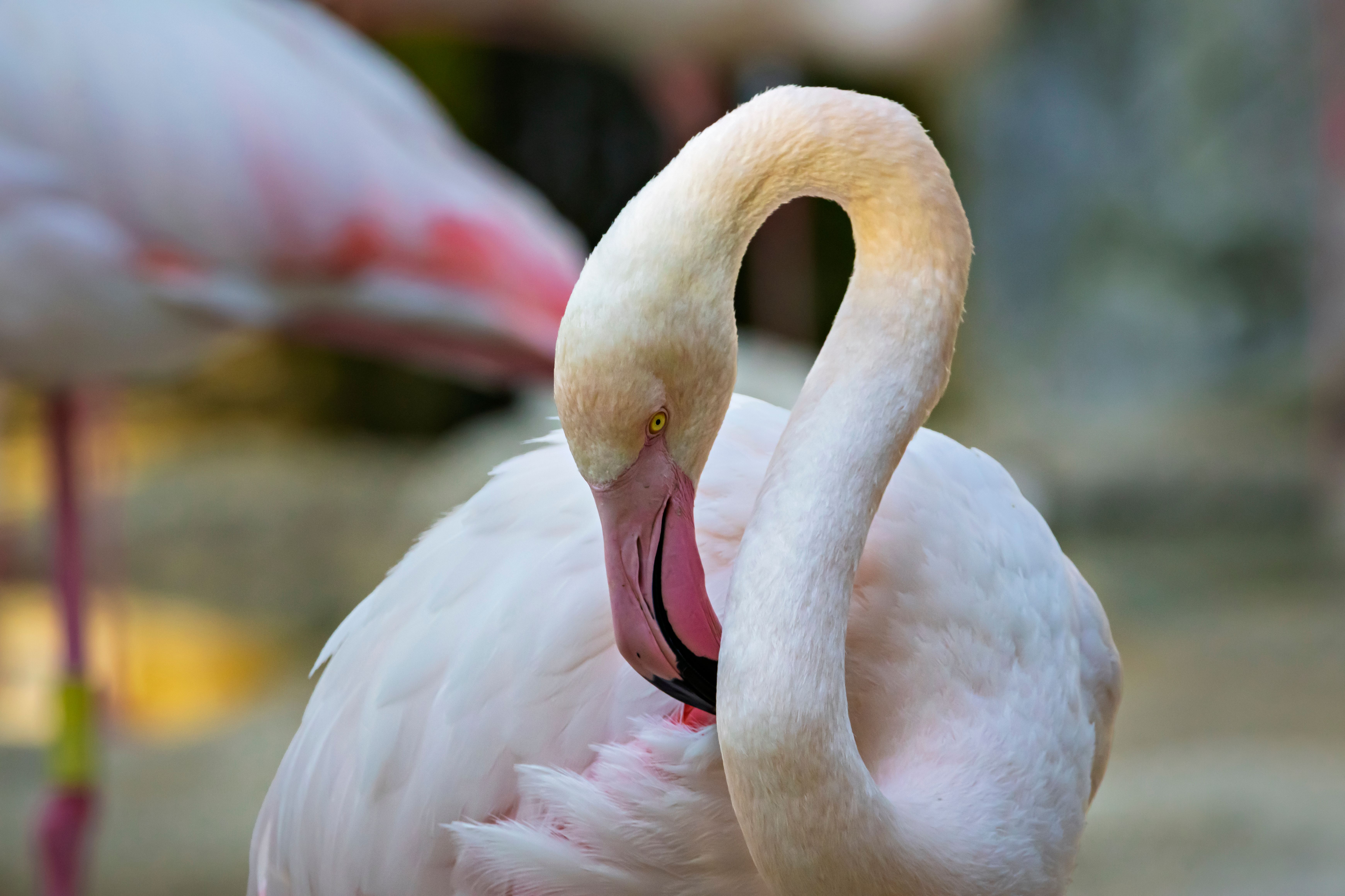 Kalder Flamingo Photos, Download The BEST Free Kalder Flamingo Stock ...