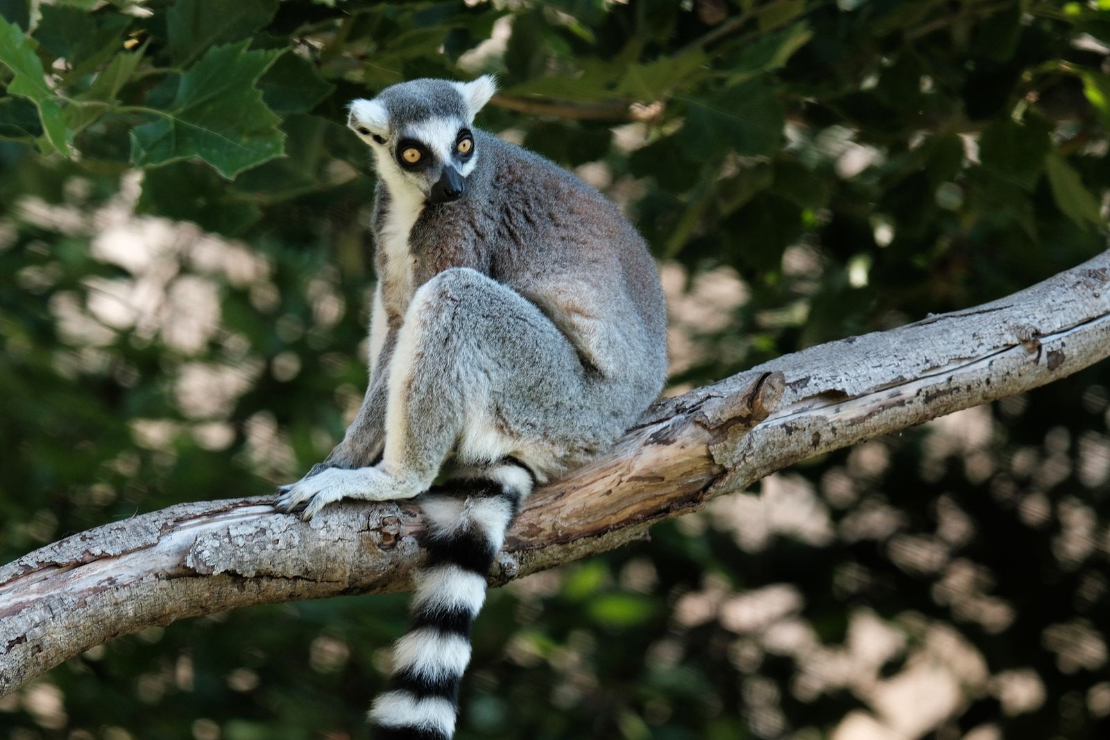Lemur Photos, Download The BEST Free Lemur Stock Photos & HD Images
