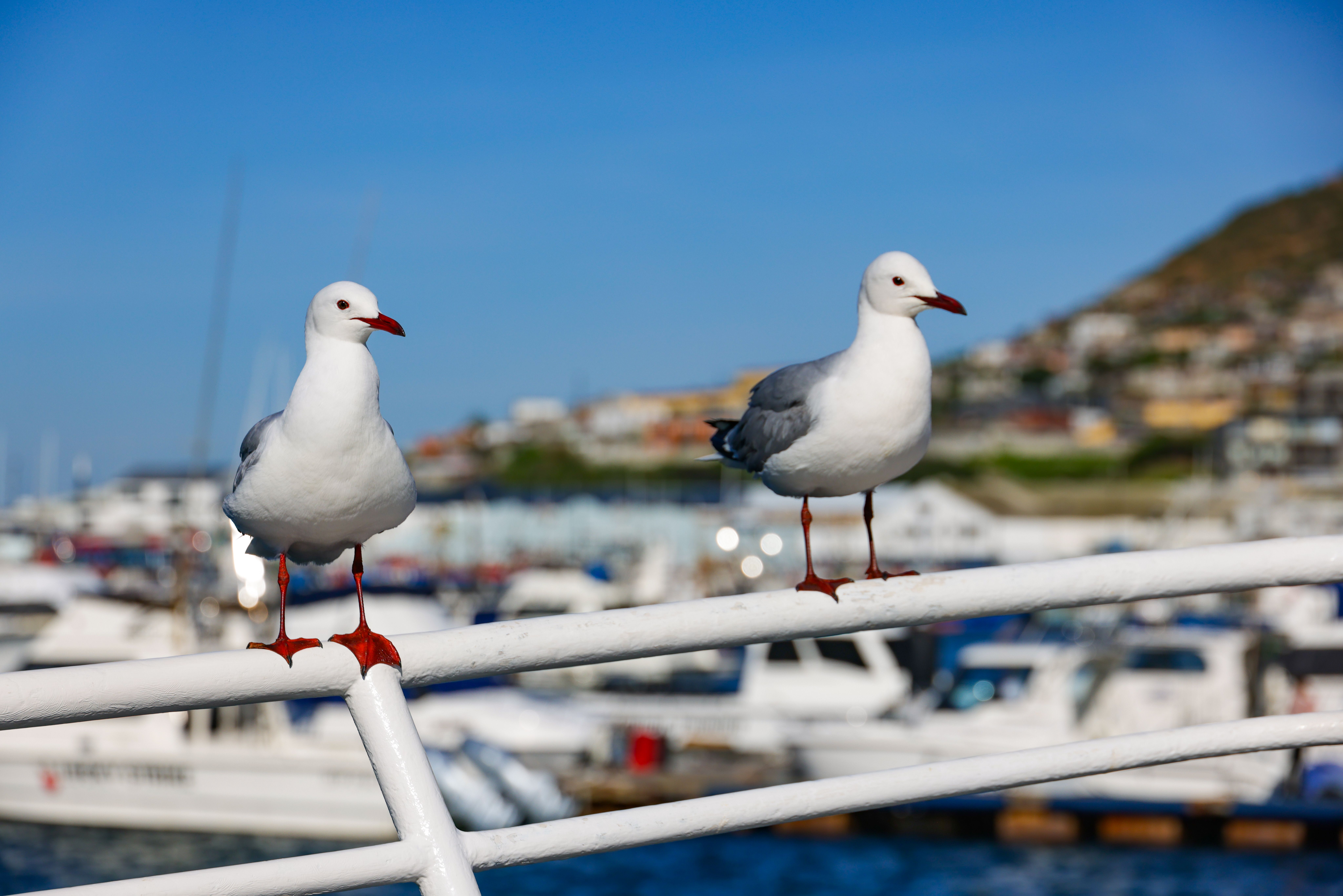 Seagulls Perched on Harbor Railing in Cape Town · Free Stock Photo