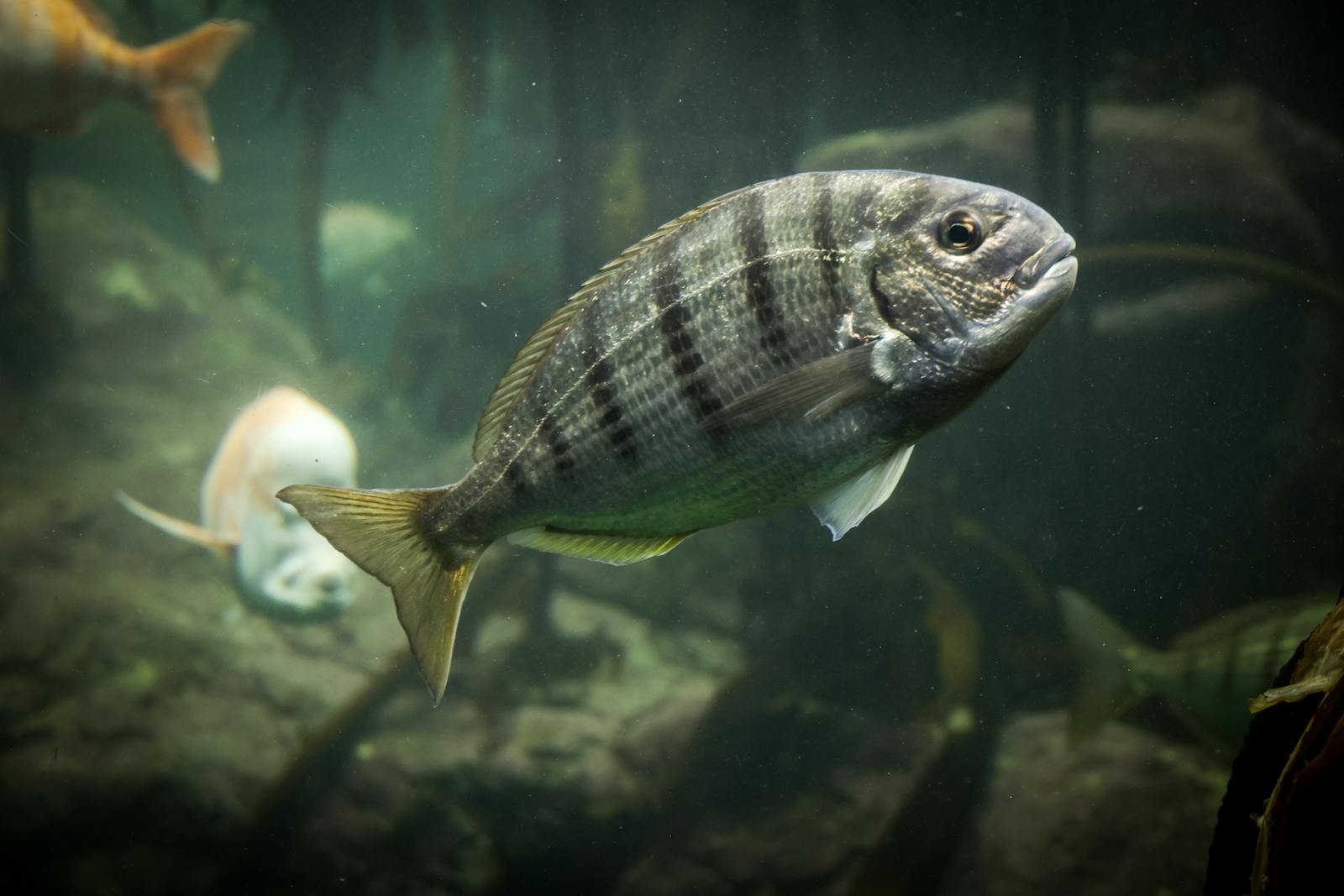 Bream Fish Photos, Download The BEST Free Bream Fish Stock Photos & HD ...