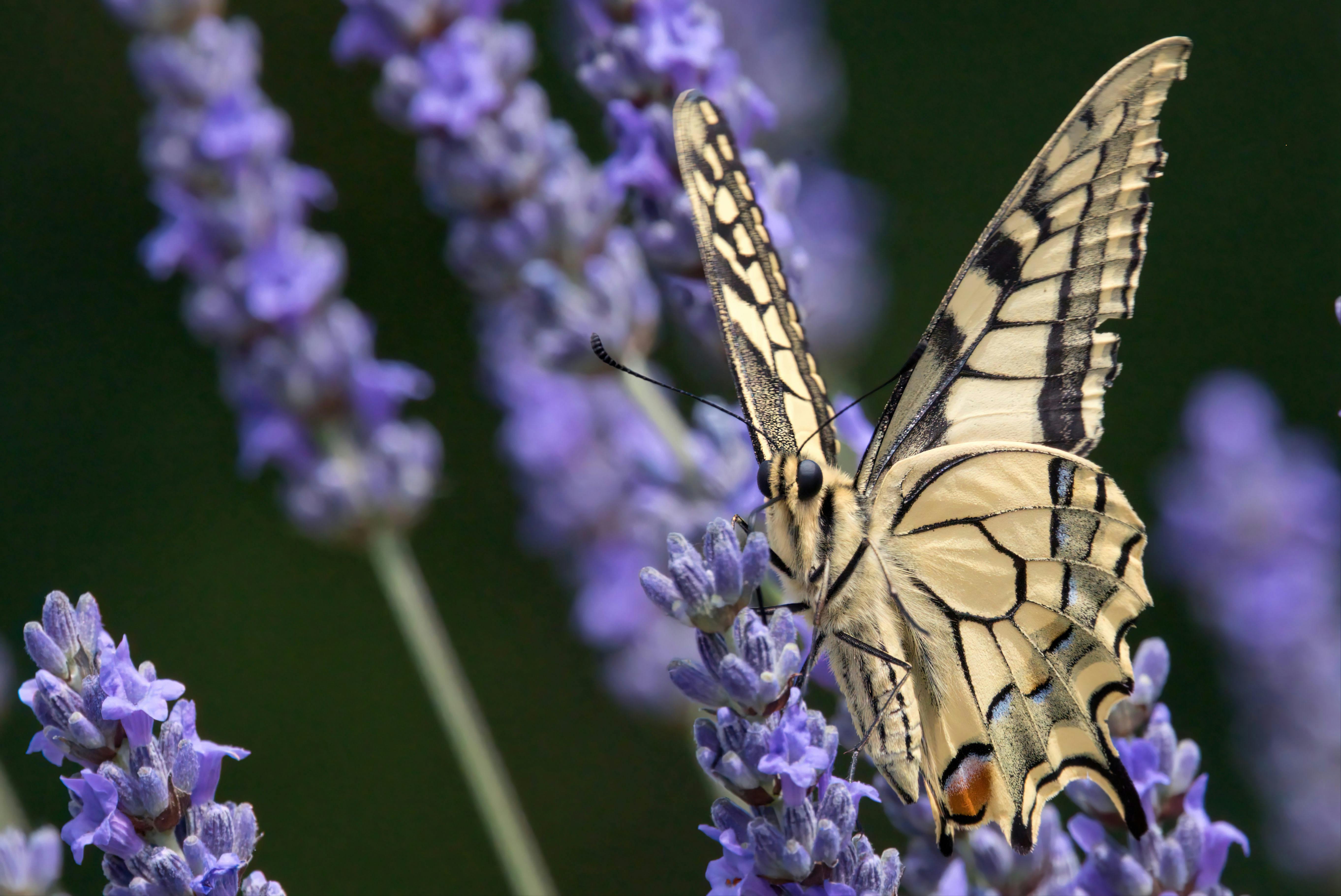 Sparrows+On+A+Branch+Enjoy+Spring+Blooms Photos, Download The BEST Free ...