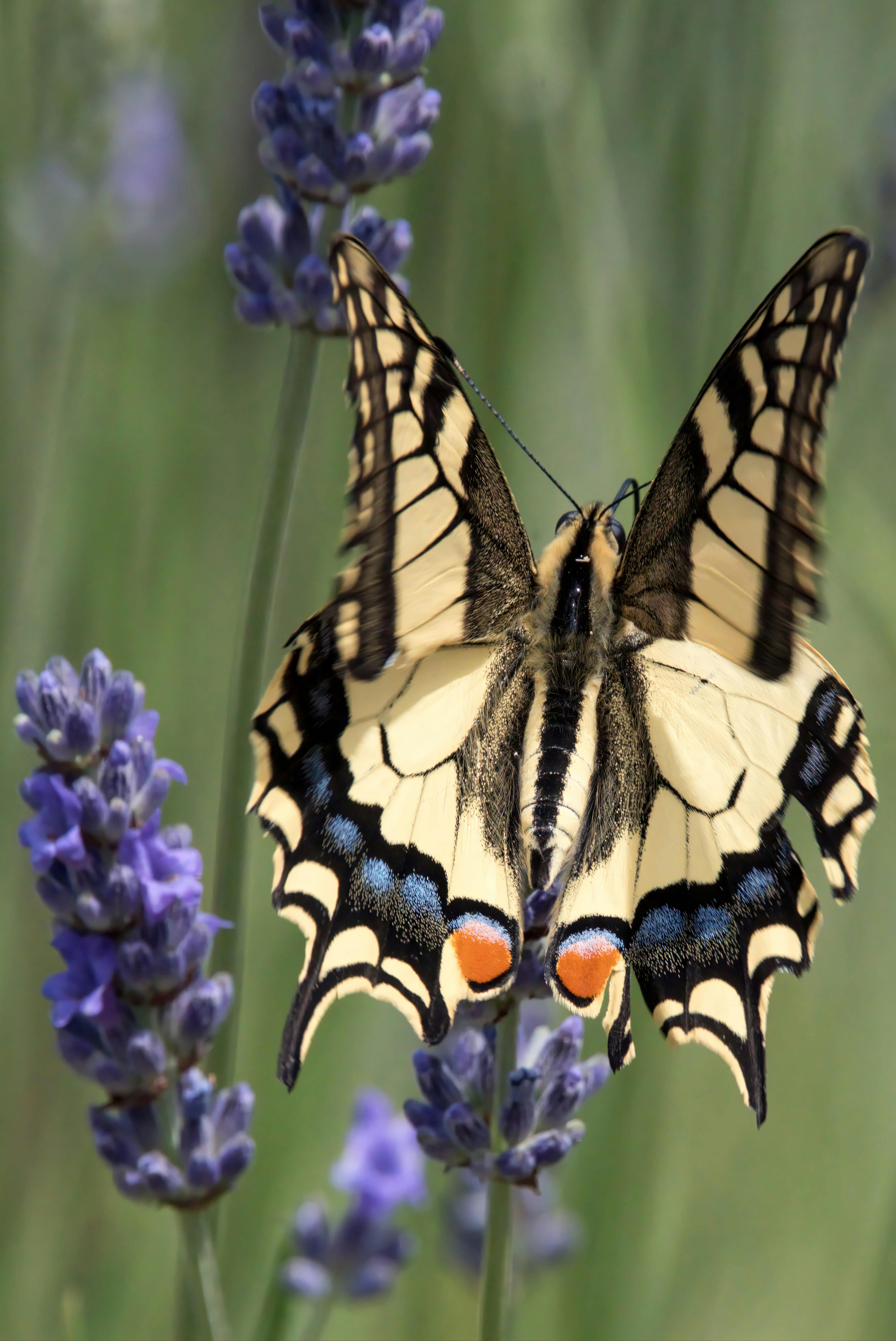 Sparrows+On+A+Branch+Enjoy+Spring+Blooms Photos, Download The BEST Free ...