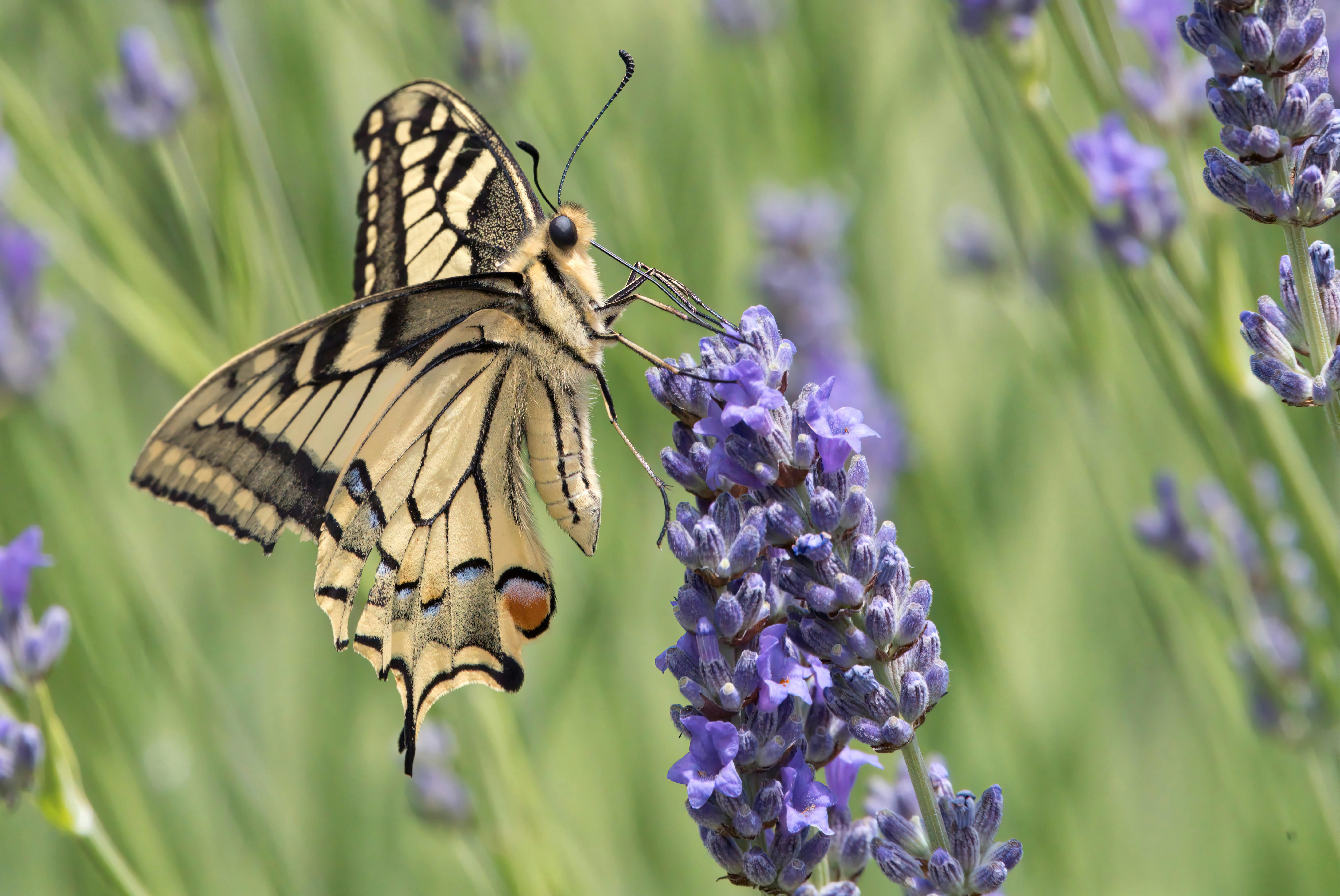 Nectar No Drona Photos, Download The BEST Free Nectar No Drona Stock ...