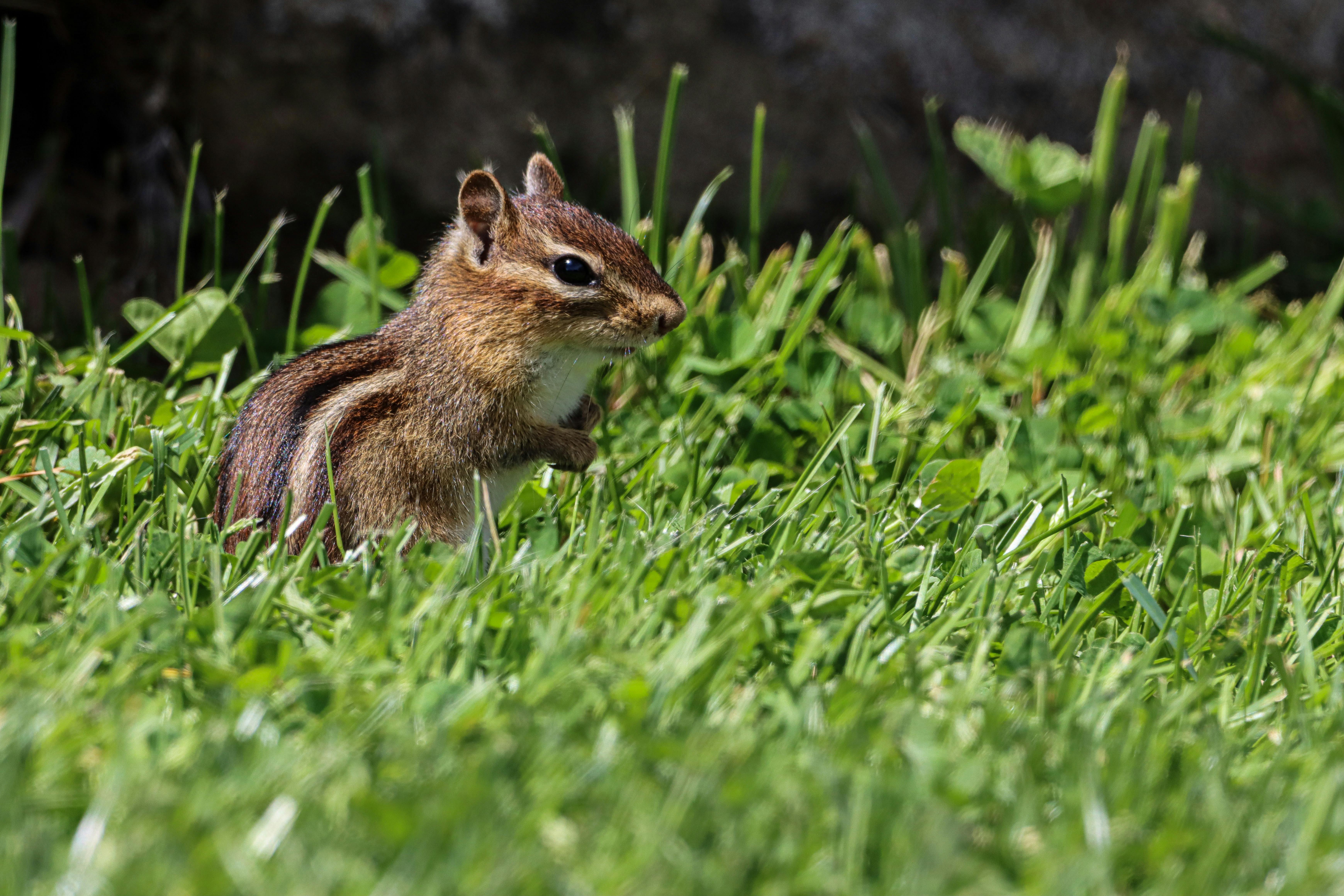 Chipmunk Photos, Download The BEST Free Chipmunk Stock Photos & HD Images