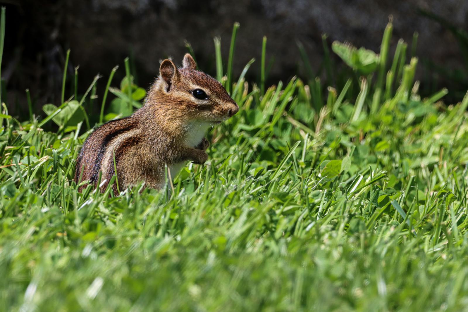 Chipmunk Photos, Download The BEST Free Chipmunk Stock Photos & HD Images