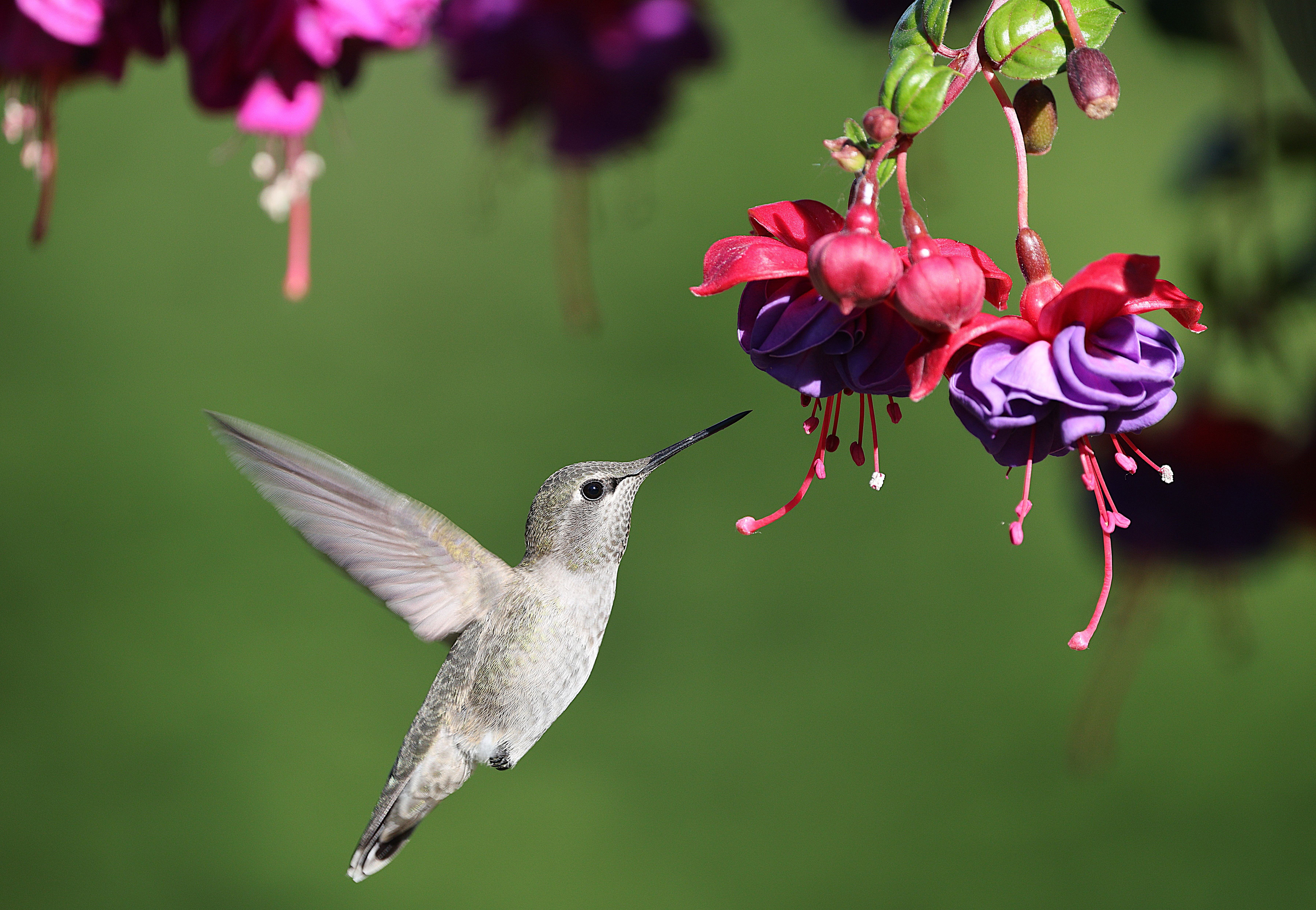 Brown Hummingbird Selective Focus Photography · Free Stock Photo