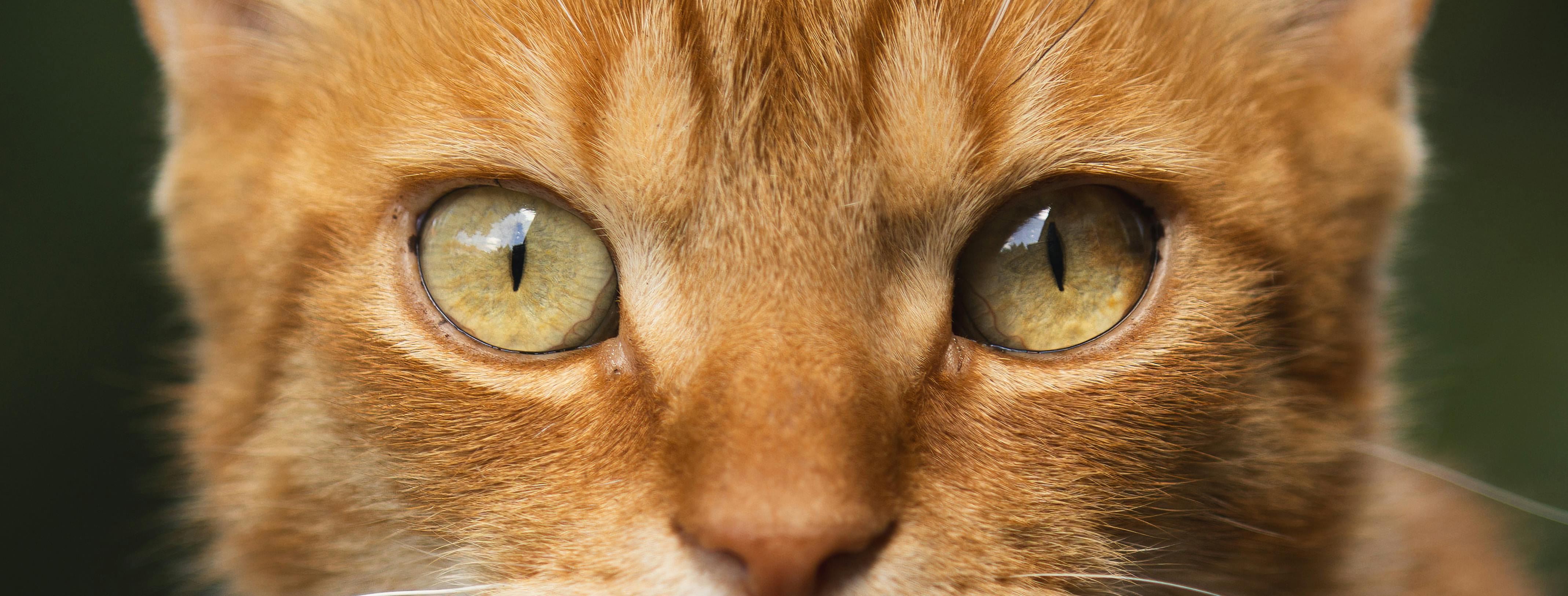Close-up of Ginger Cat's Eyes Capturing Detail · Free Stock Photo