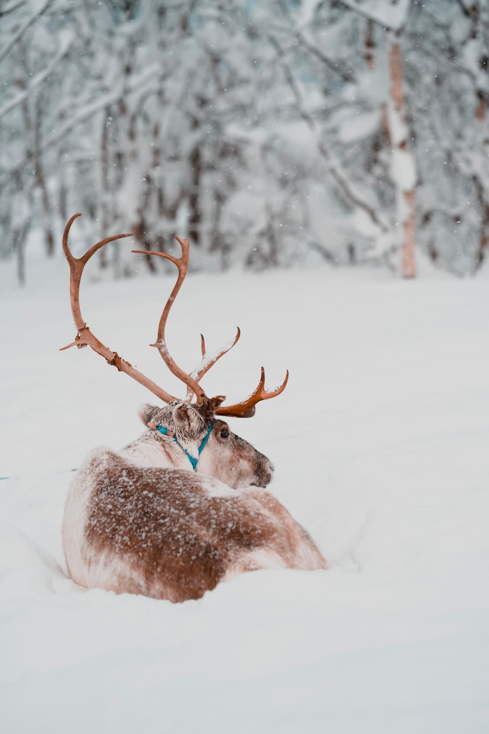 Animated Reindeer Photos, Download The BEST Free Animated Reindeer ...